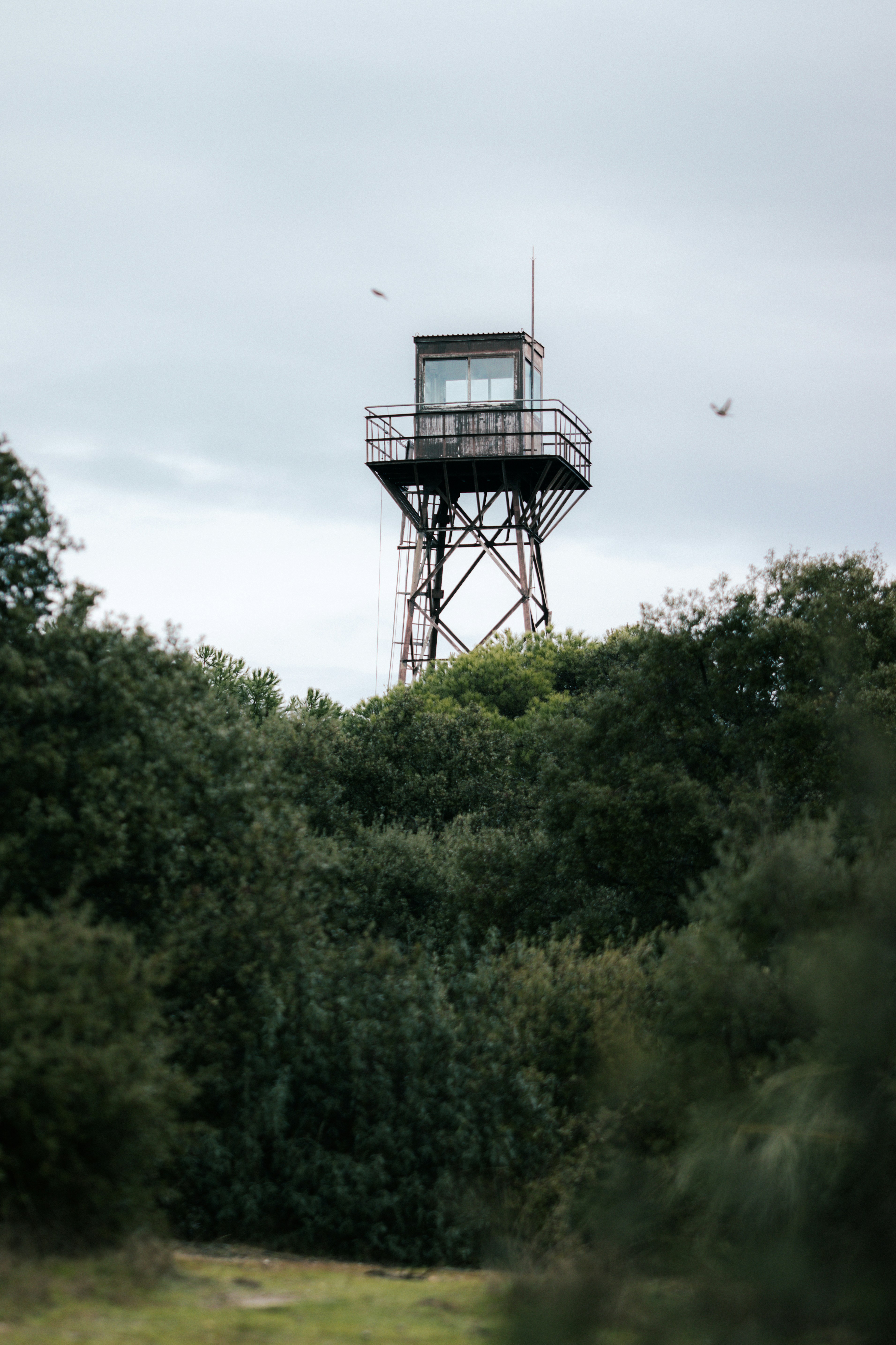 Watchtower Above the Pines at Dusk