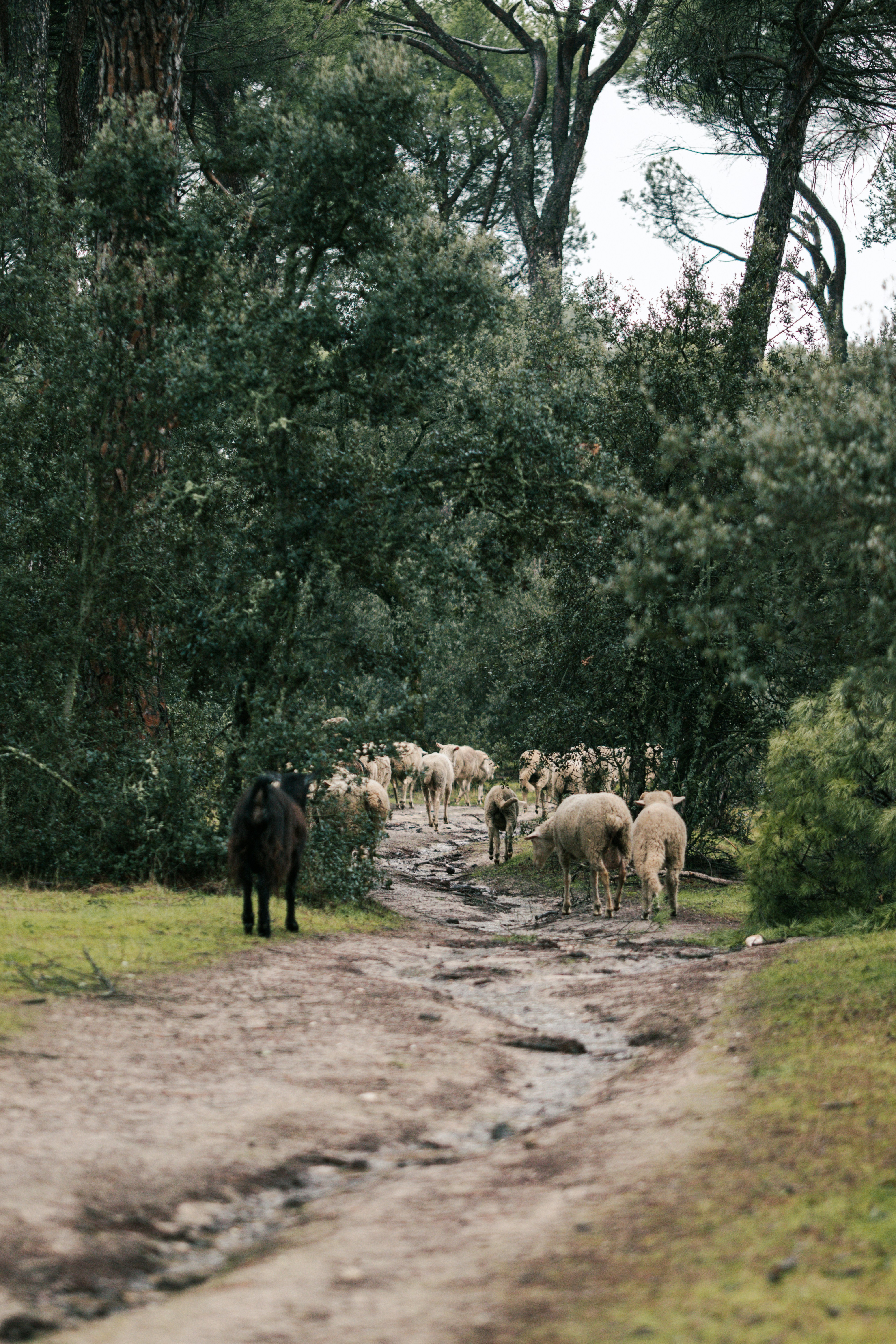 Herder’s Path: A Quiet Herd on a Rain-Slapped Trail