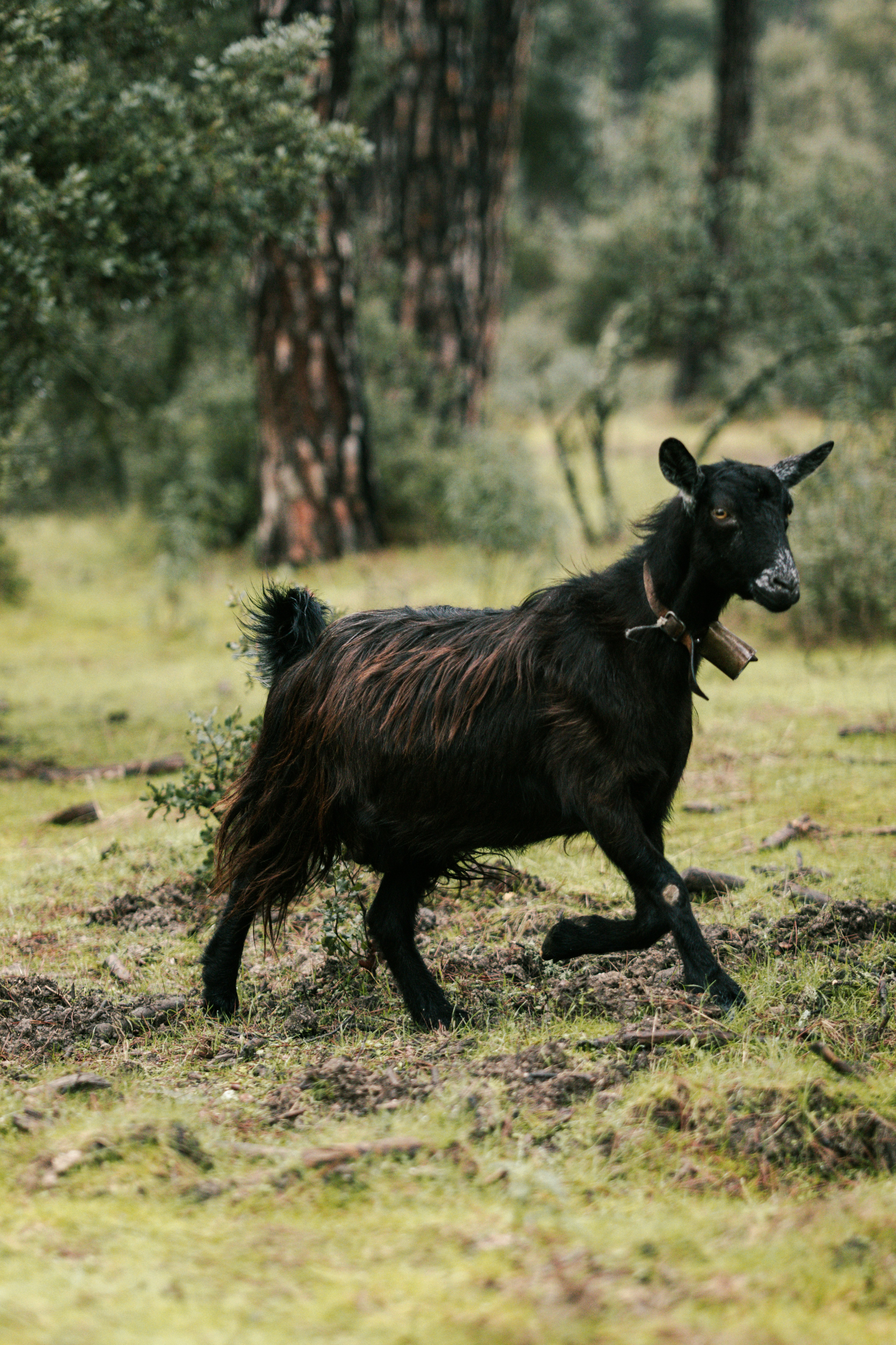 Bounding Black Goat in a Sunlit Forest Clearing
