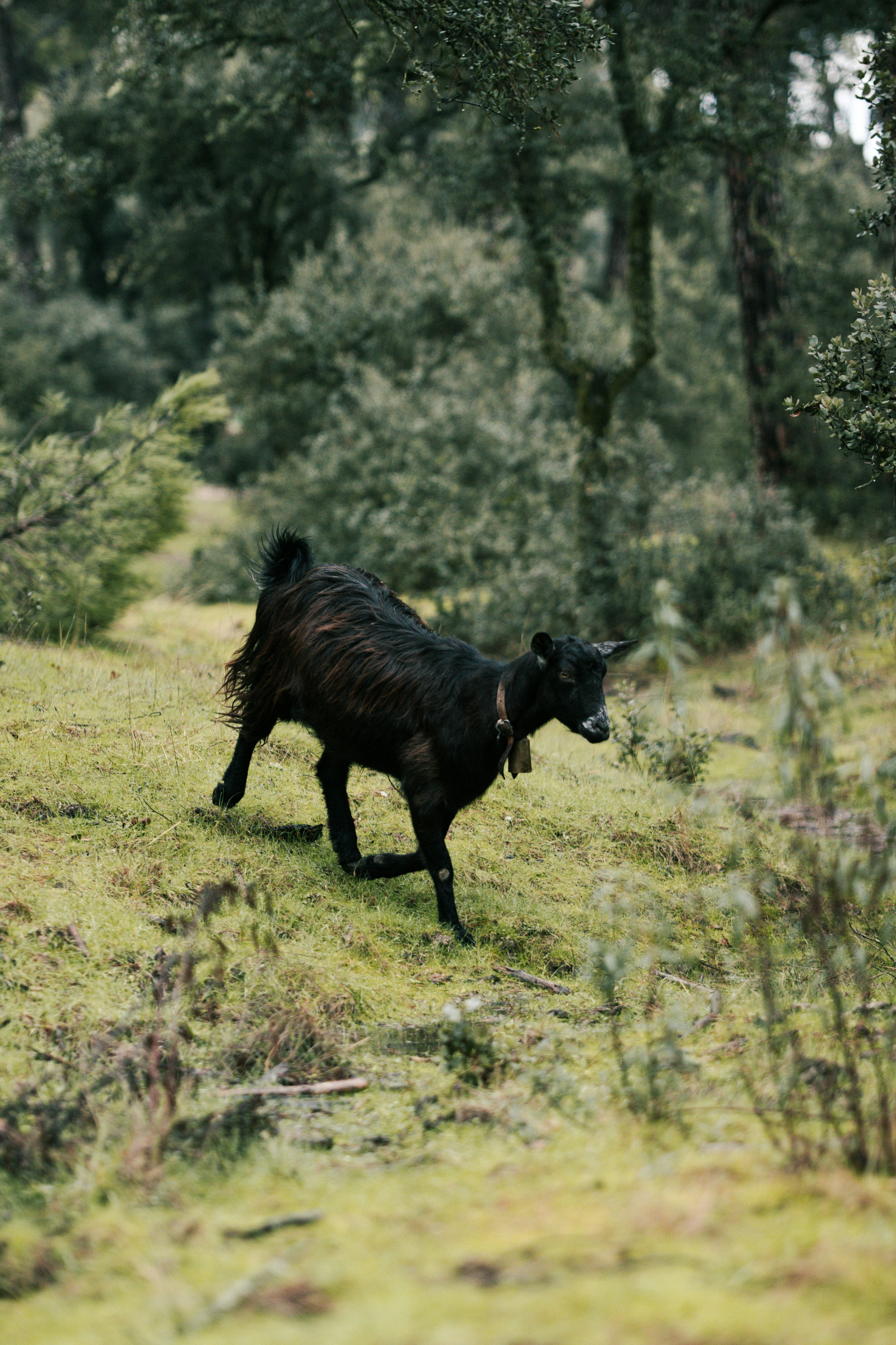 Dark-tinted goat on a sunlit meadow path