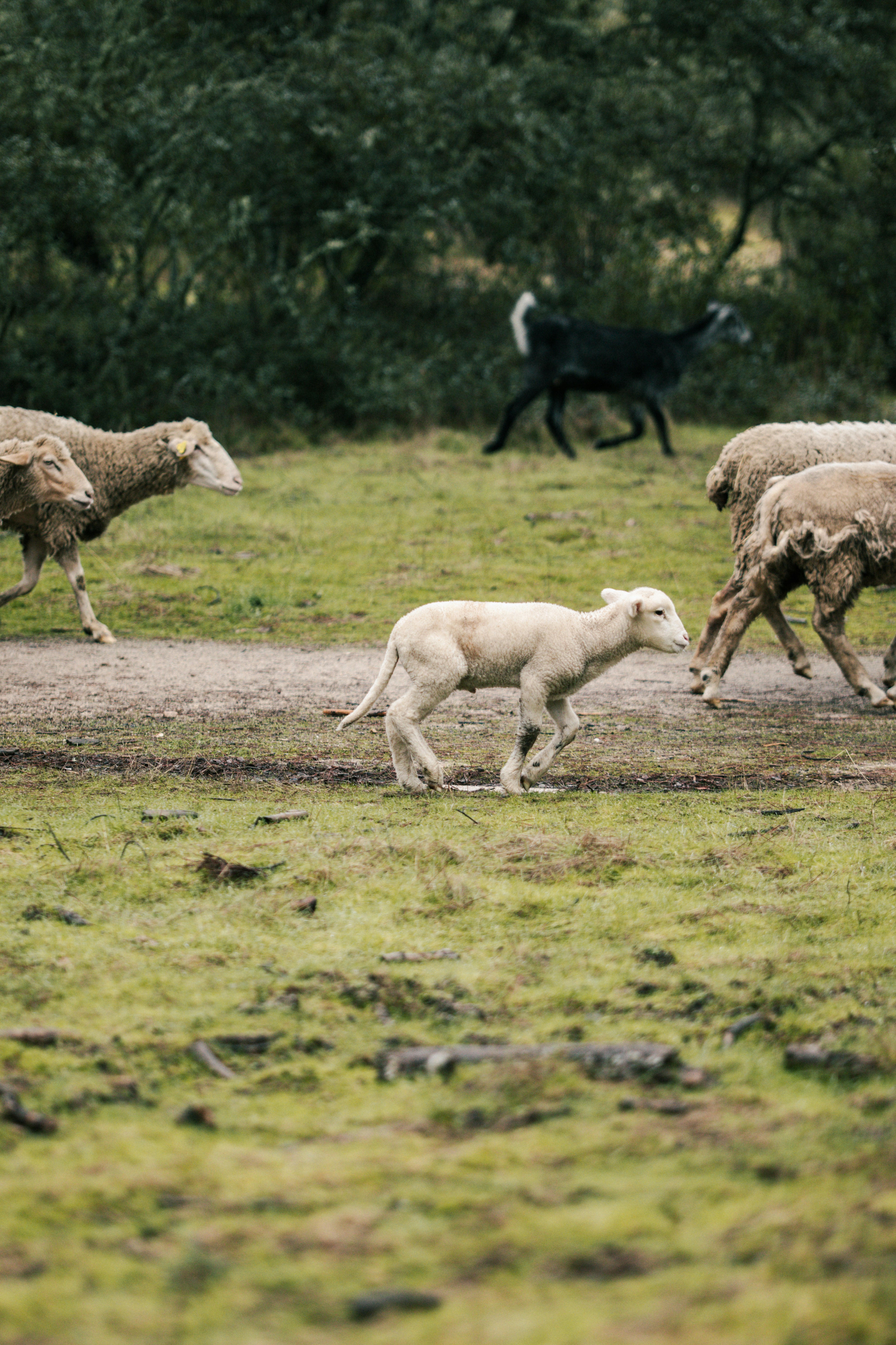 Fleet-footed Fawn Among Pernickety Flocks