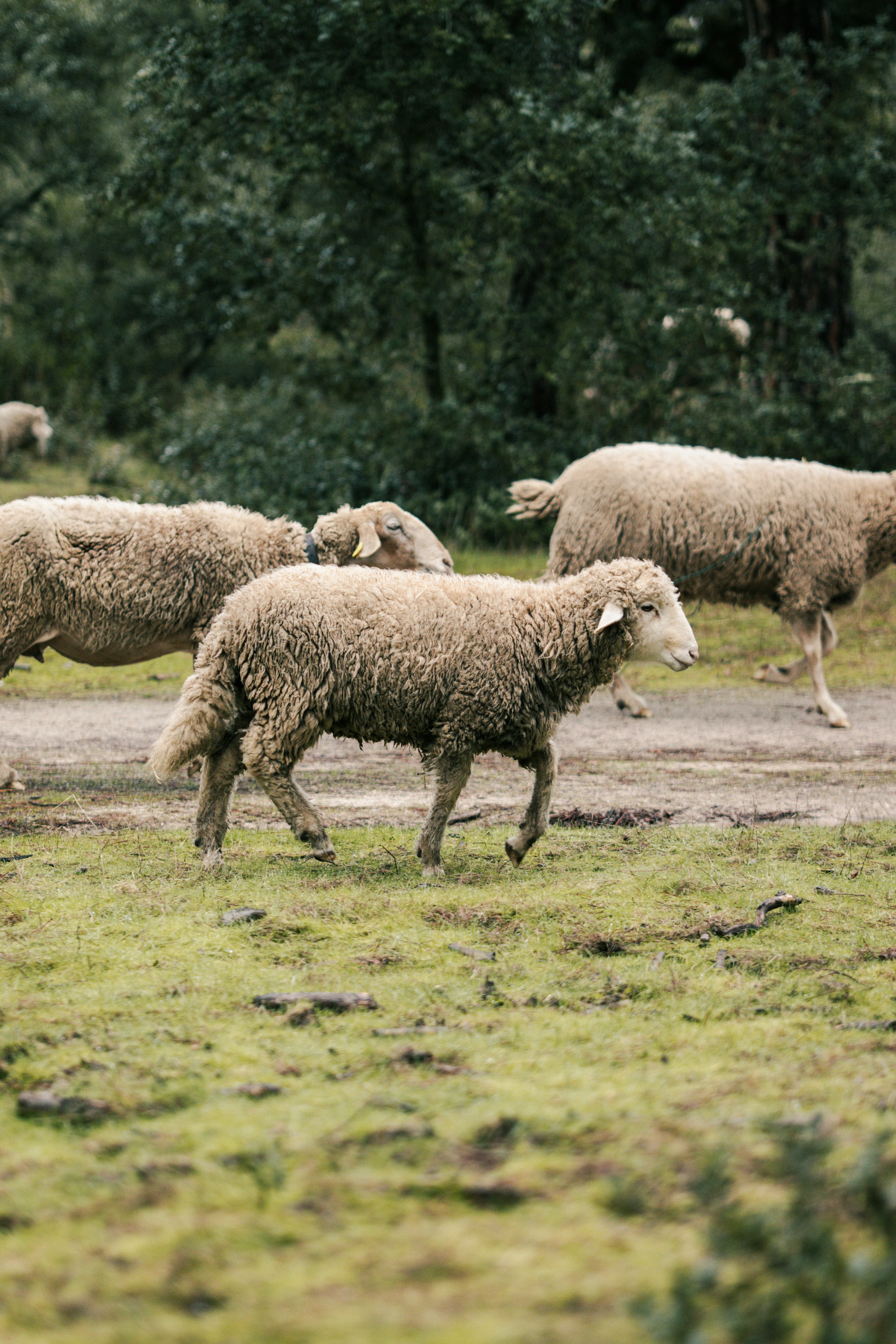 Pasture Ambush: A Pack of Woolly Wanderers Crossing a Muddy Patch