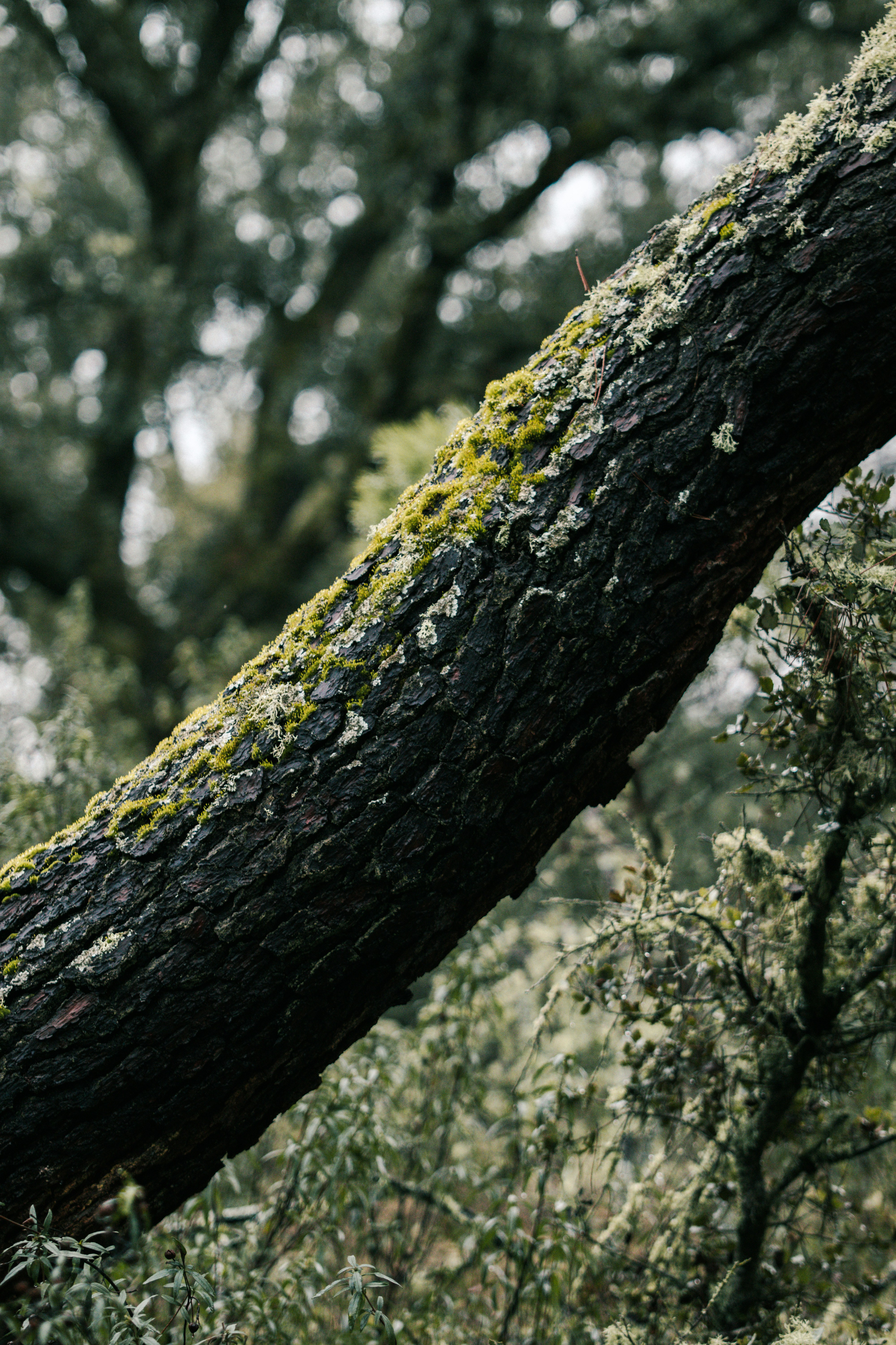 Moss-Cilled Trunk Crossing a Forest Frame