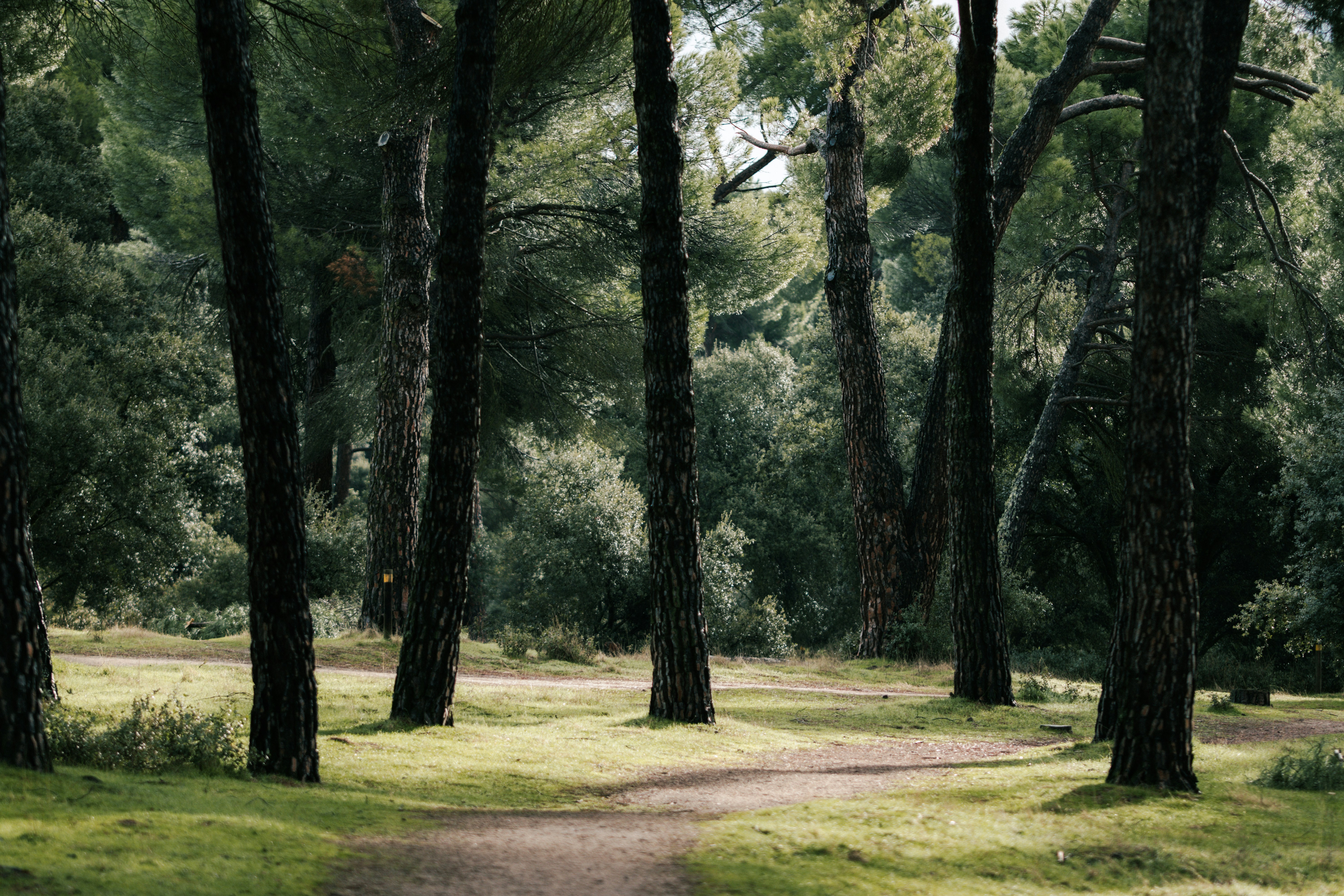 Sunlit Clearing Path Through a Birch-Groved Forest