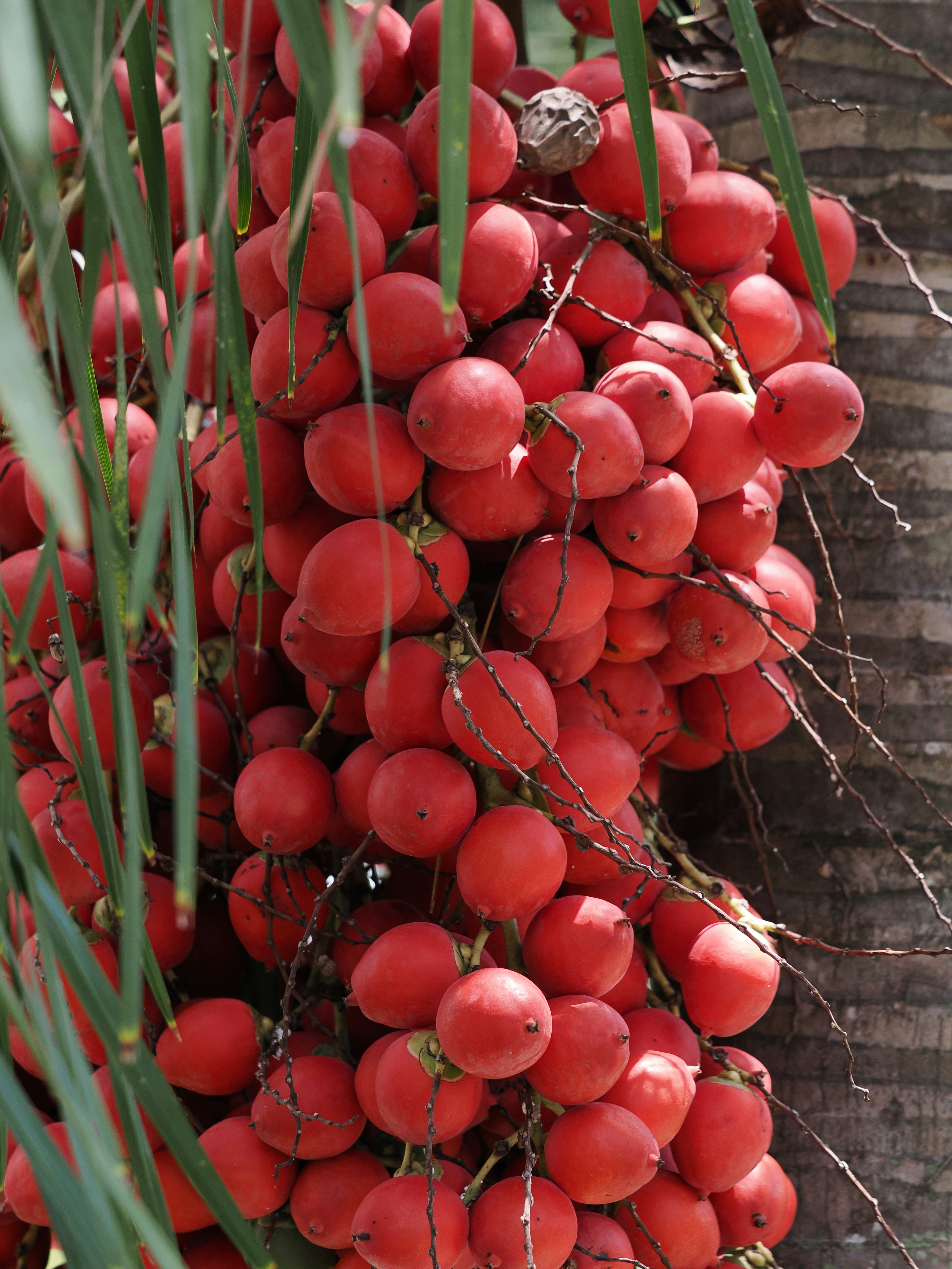 Red Cascade: A Cluster of Robe-like Berries Against a Barky Backdrop