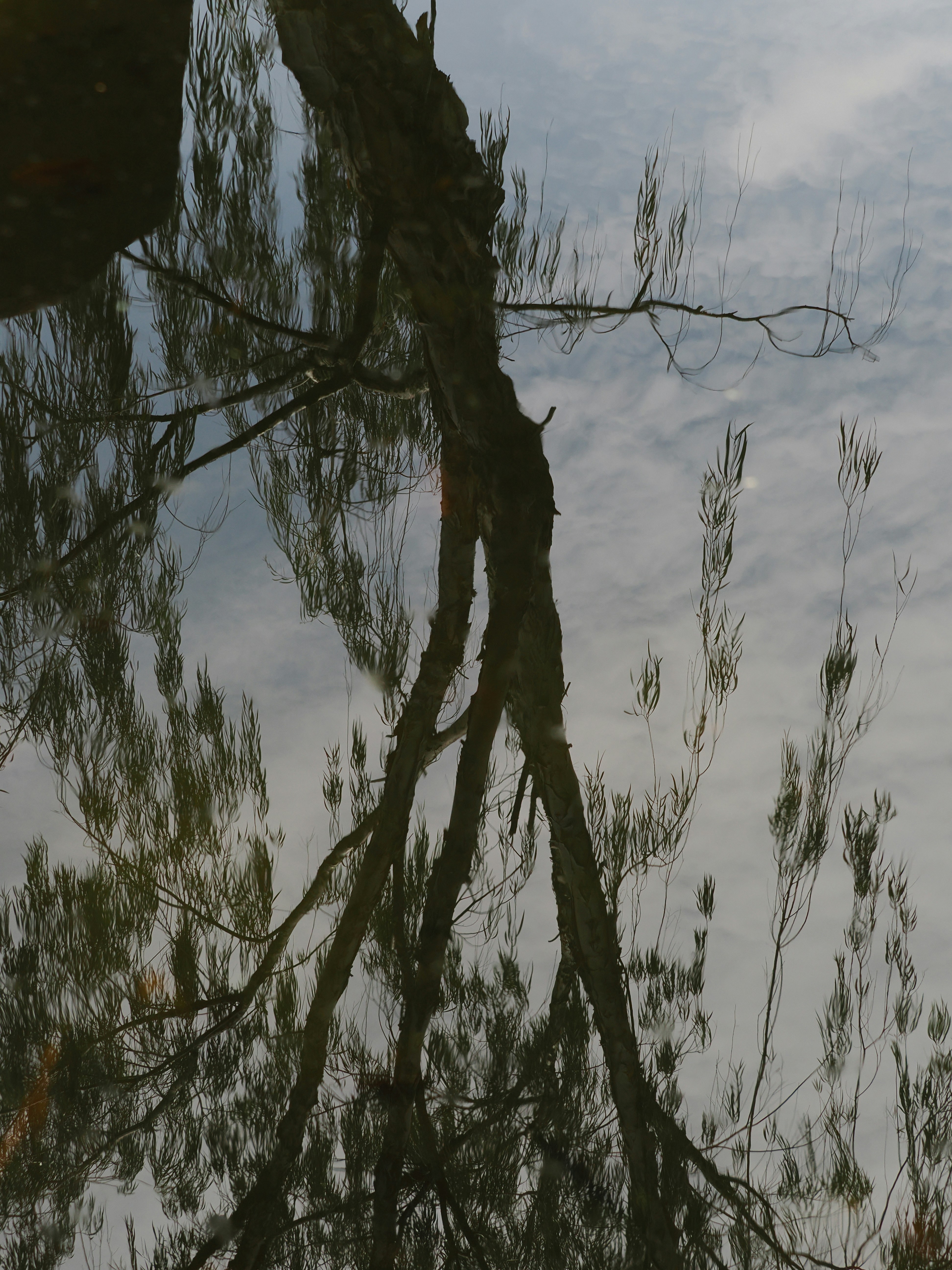 Abstract reflection of a tree and sky in calm water, creating intertwined trunk and branch patterns. The scene emphasizes texture and negative space in a minimal landscape.