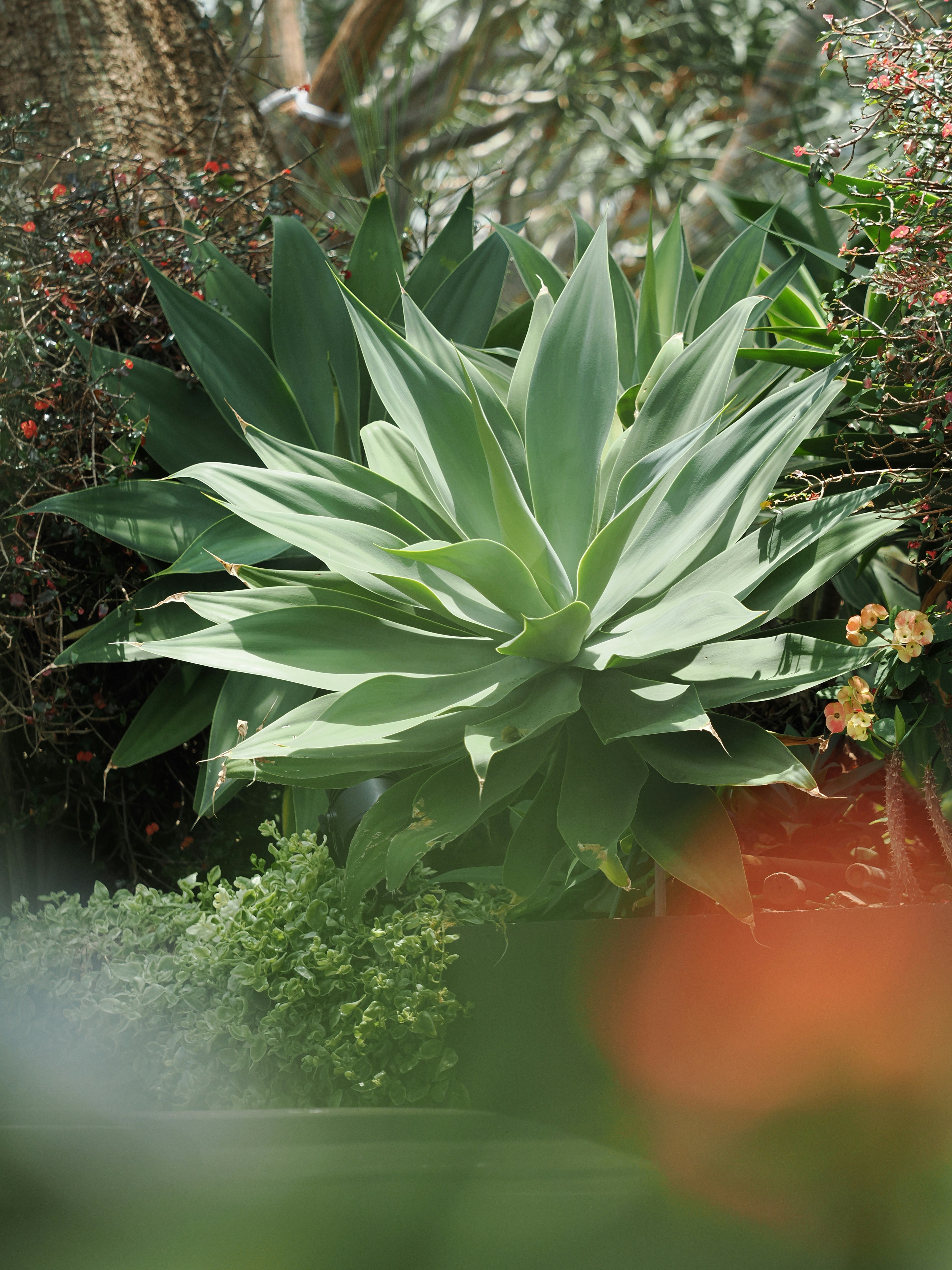 Emerald Rosette: The Central Agave Surrounded by Quiet Garden Fall