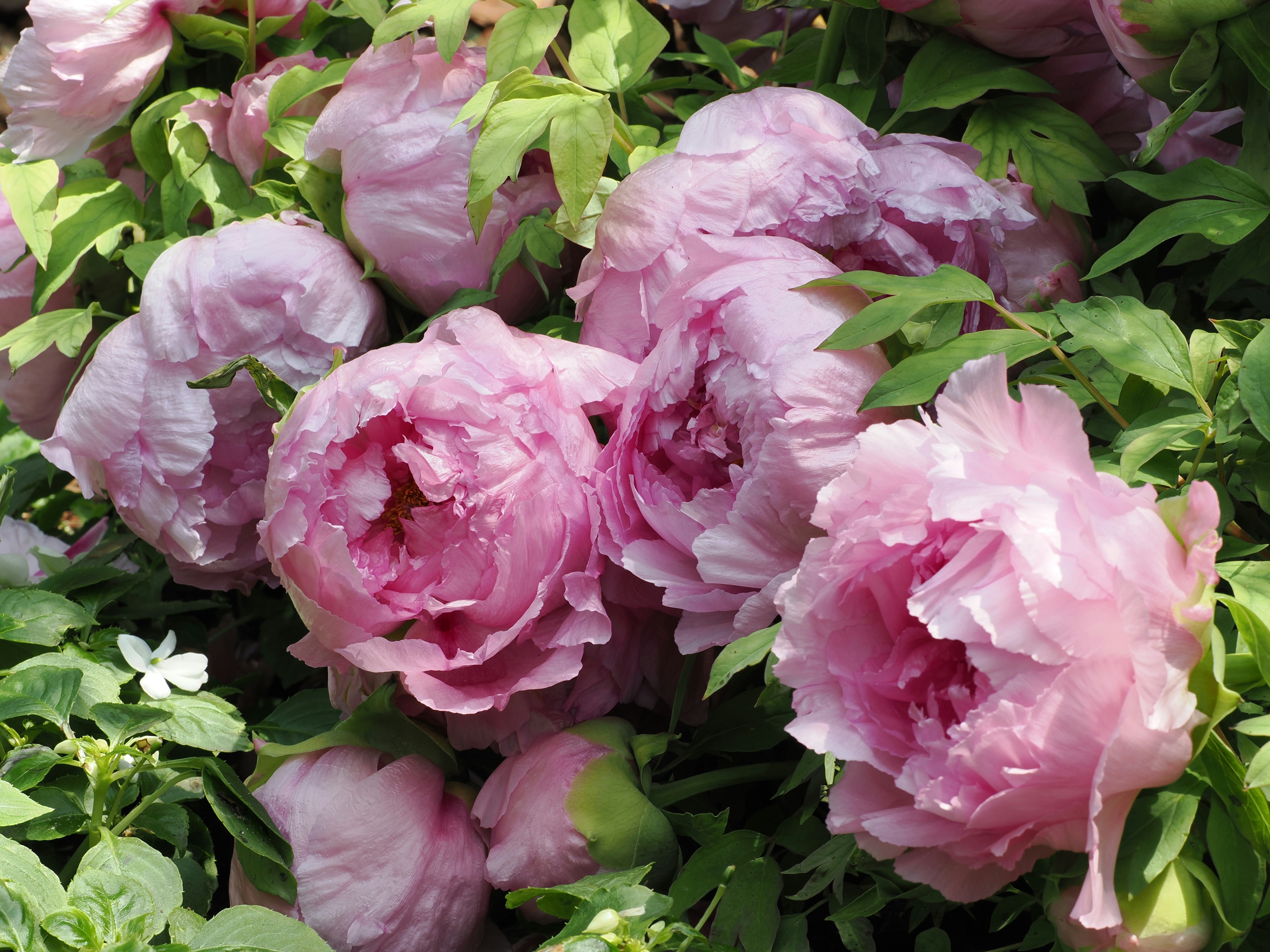 Pink Peony Cluster in Dappled Garden Light