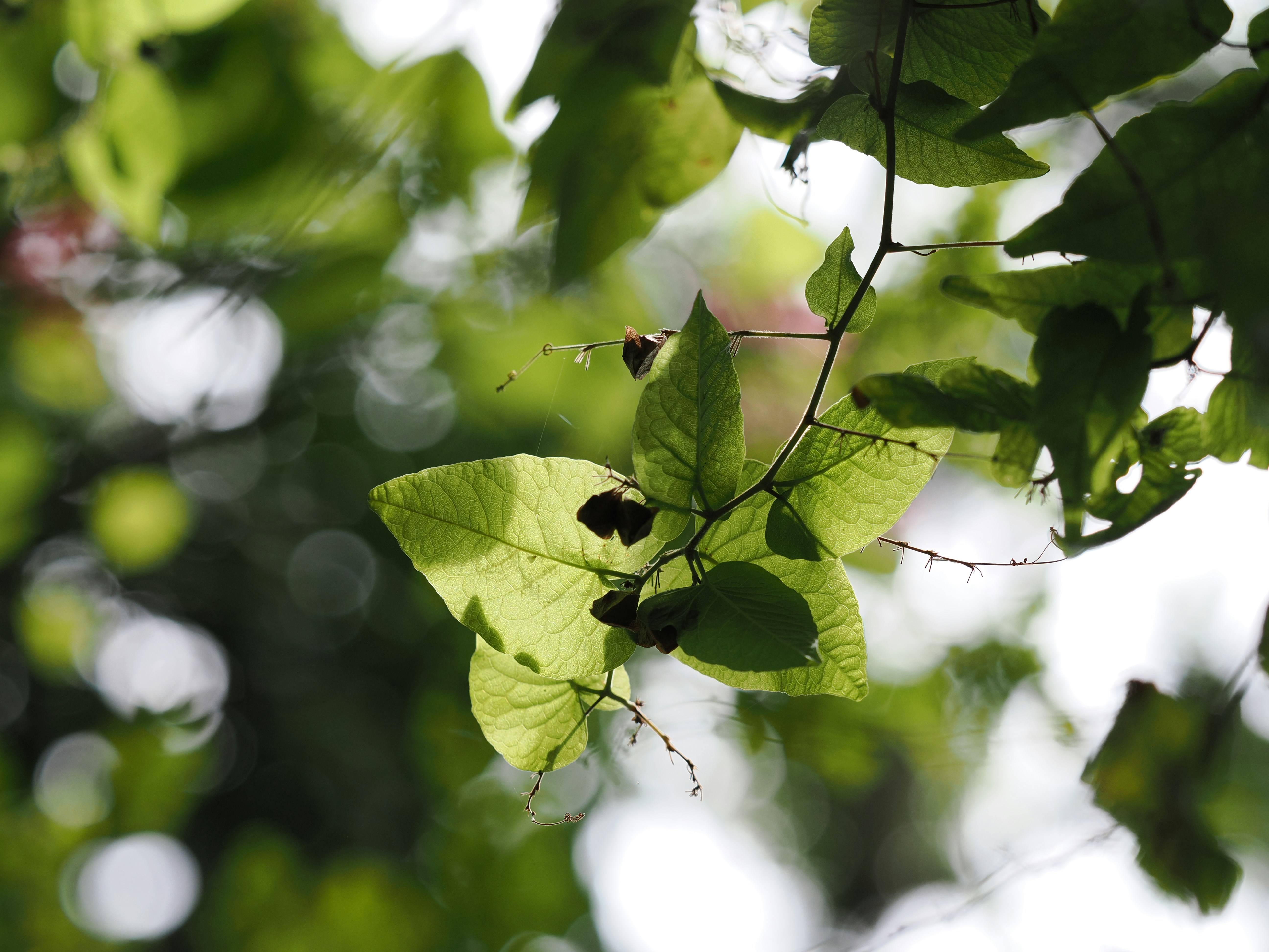 Sunlit Leaves Framing a Quiet Focal Moment