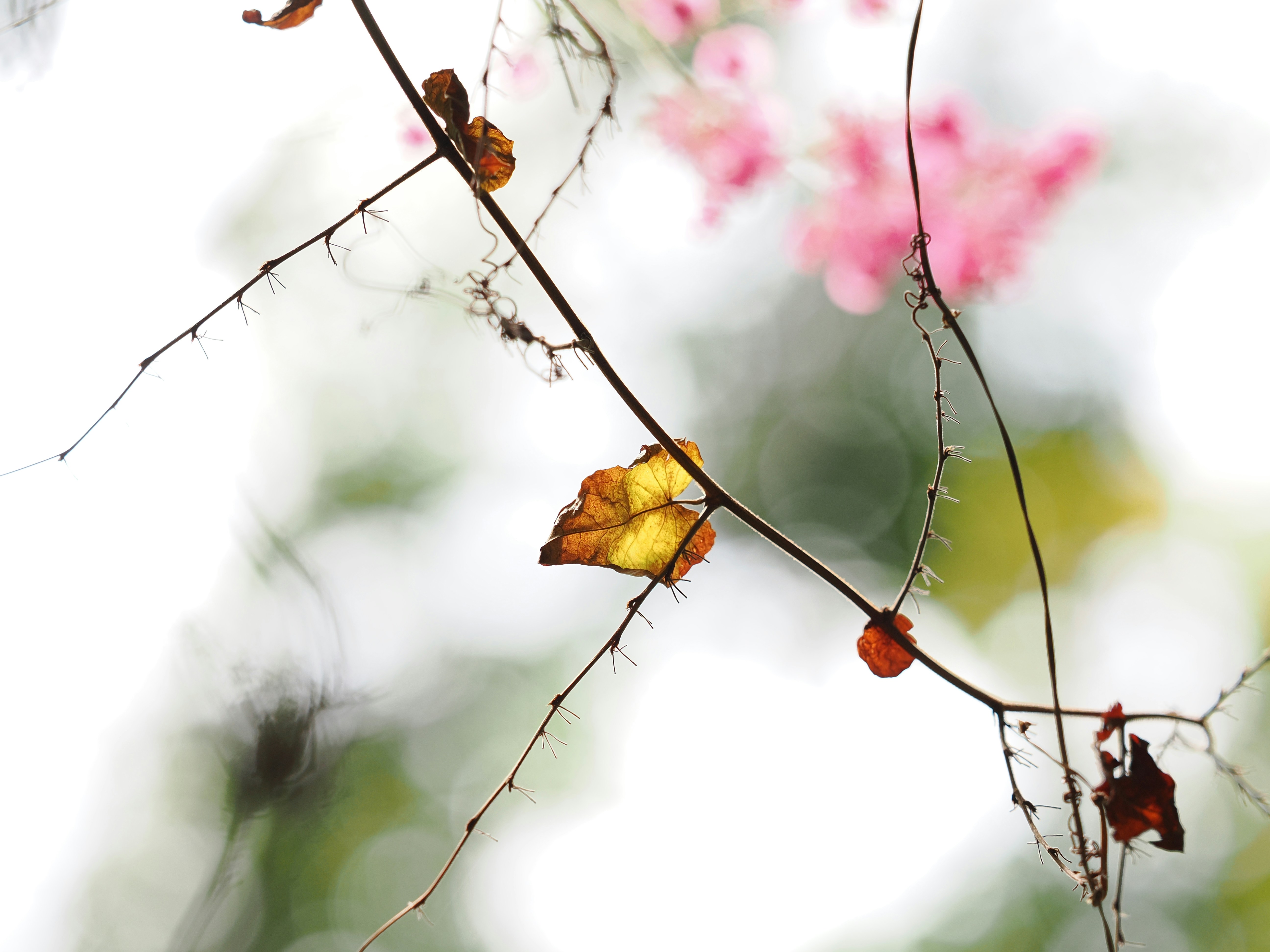 Withered Leaves on Tender Vines Against Soft Blurred Bloom