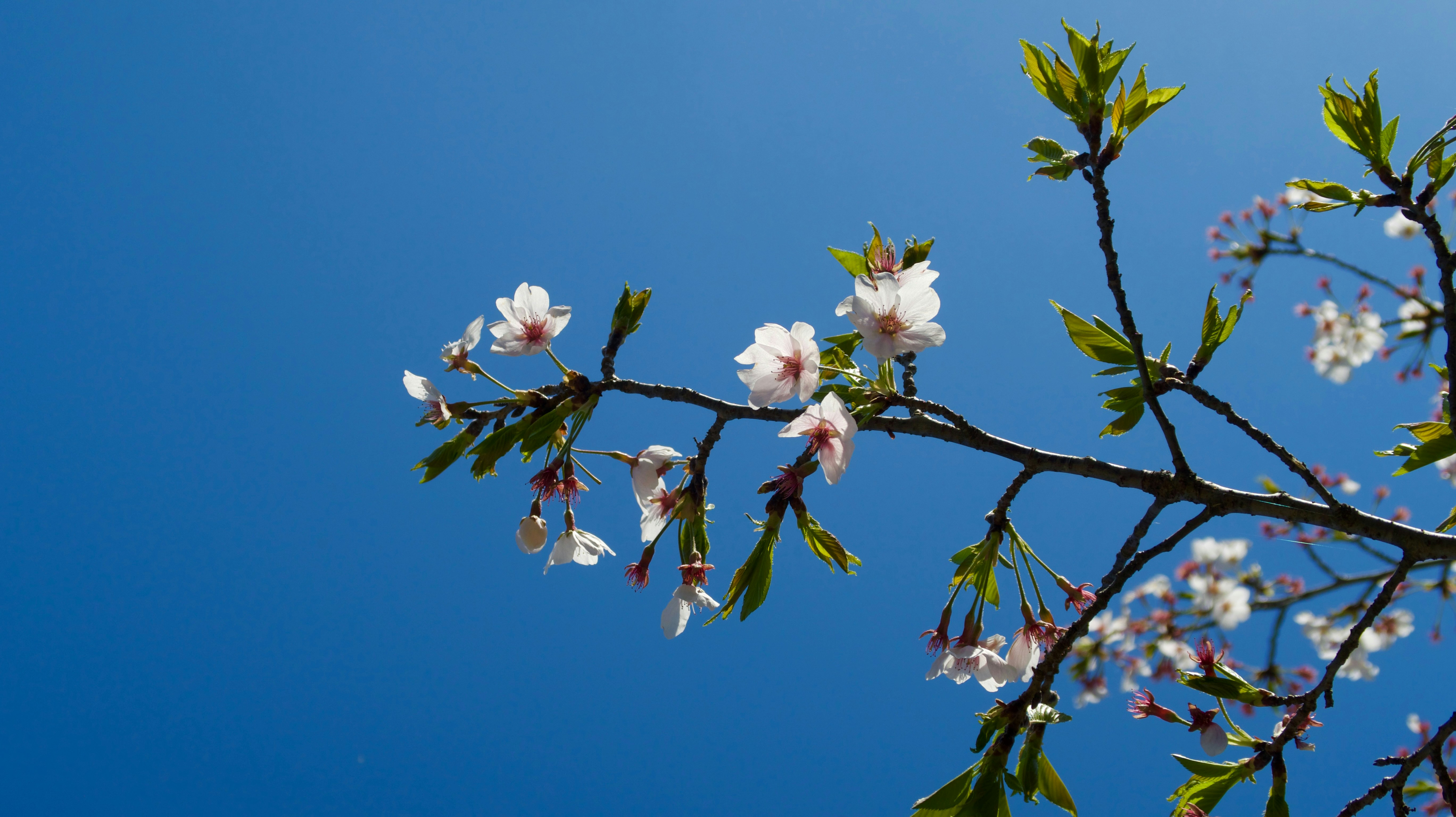 Blossom on a Clear Sky: A Branch Reaching toward Light
