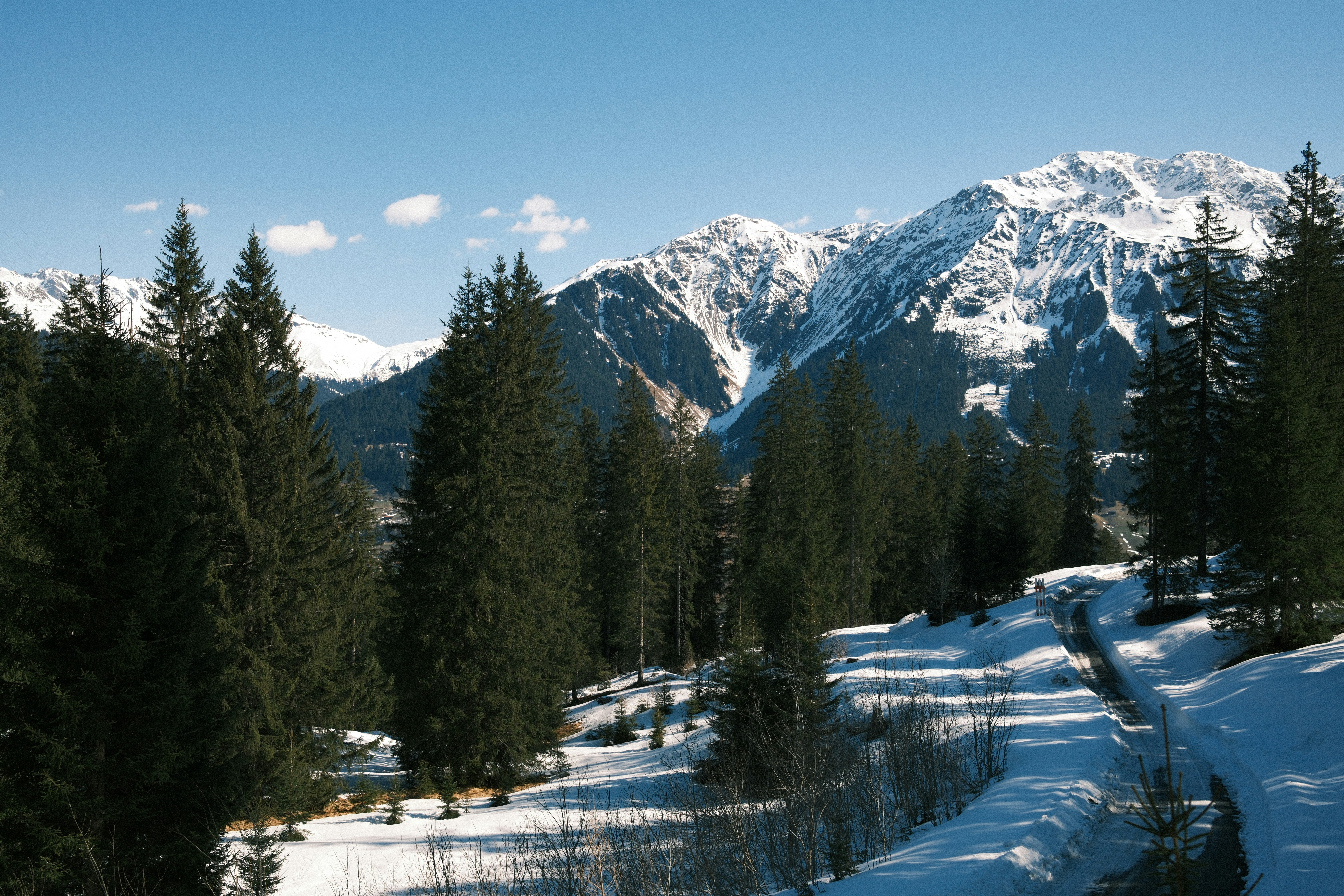 Snowbound Pines Beneath a Grasping Spine of Peaks
