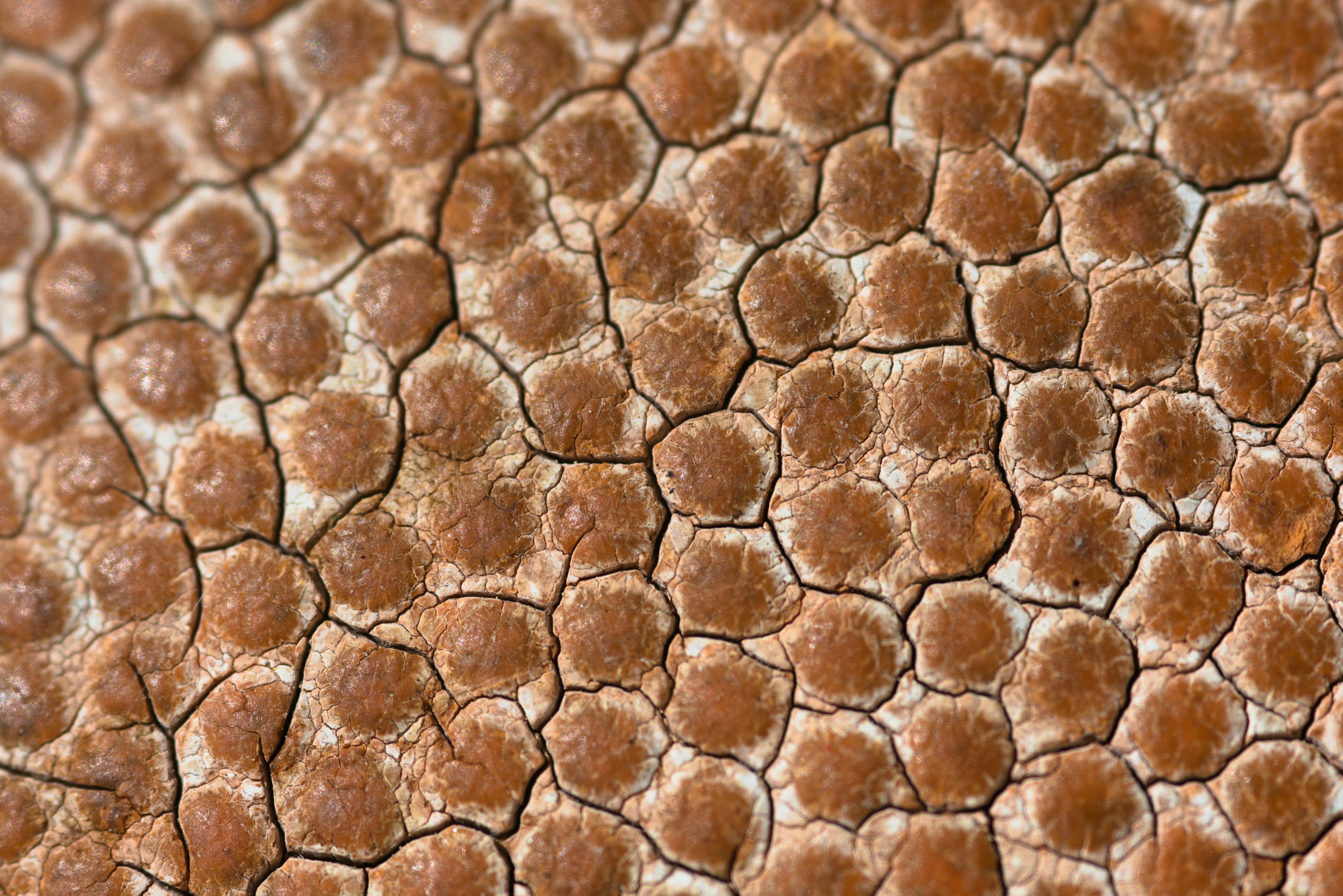 Cracked Cocoa: A Macro Quilt of Chocolate Cells