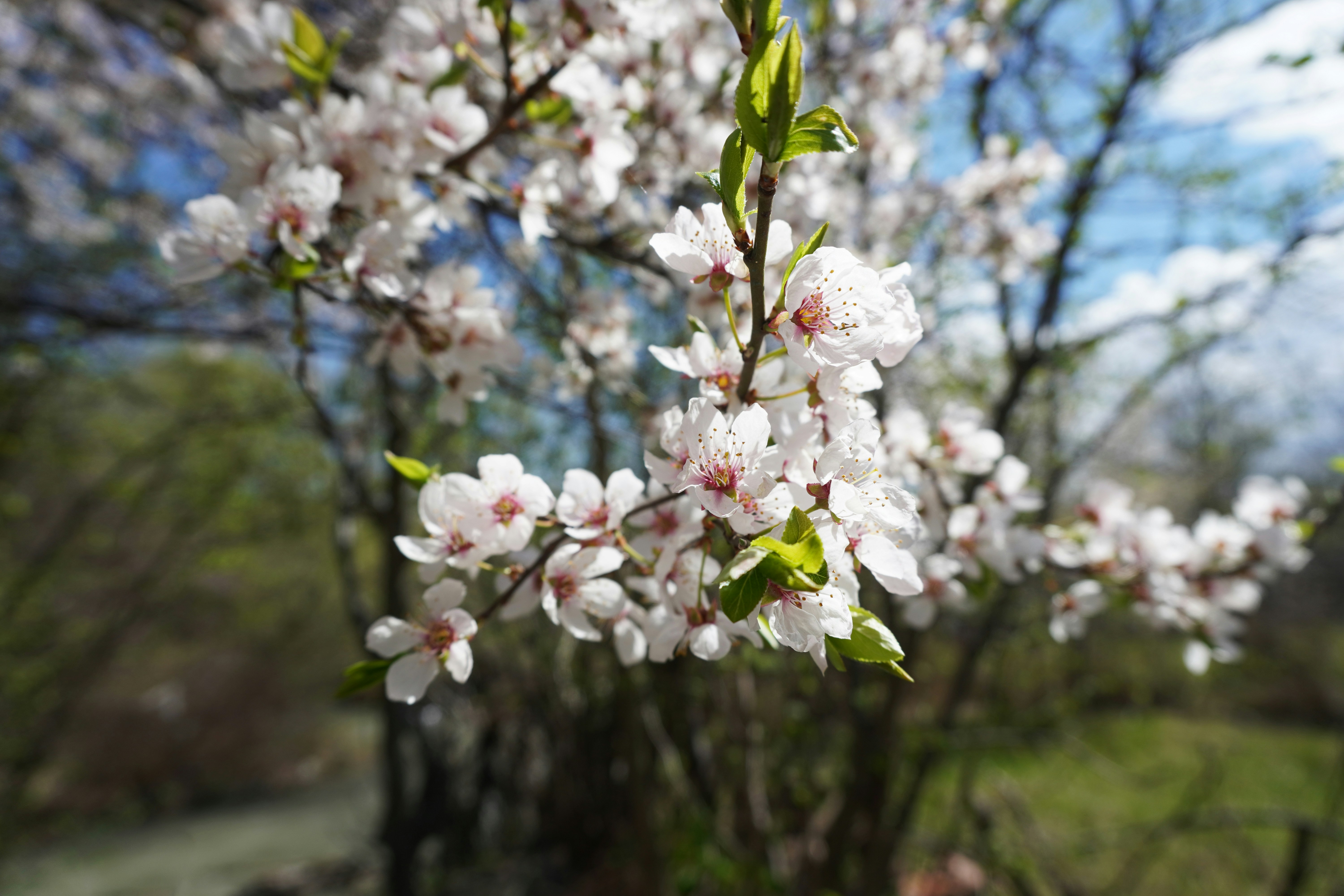 Blossoms in Focus: A Sunlit Corridor of Pale Pink Petals