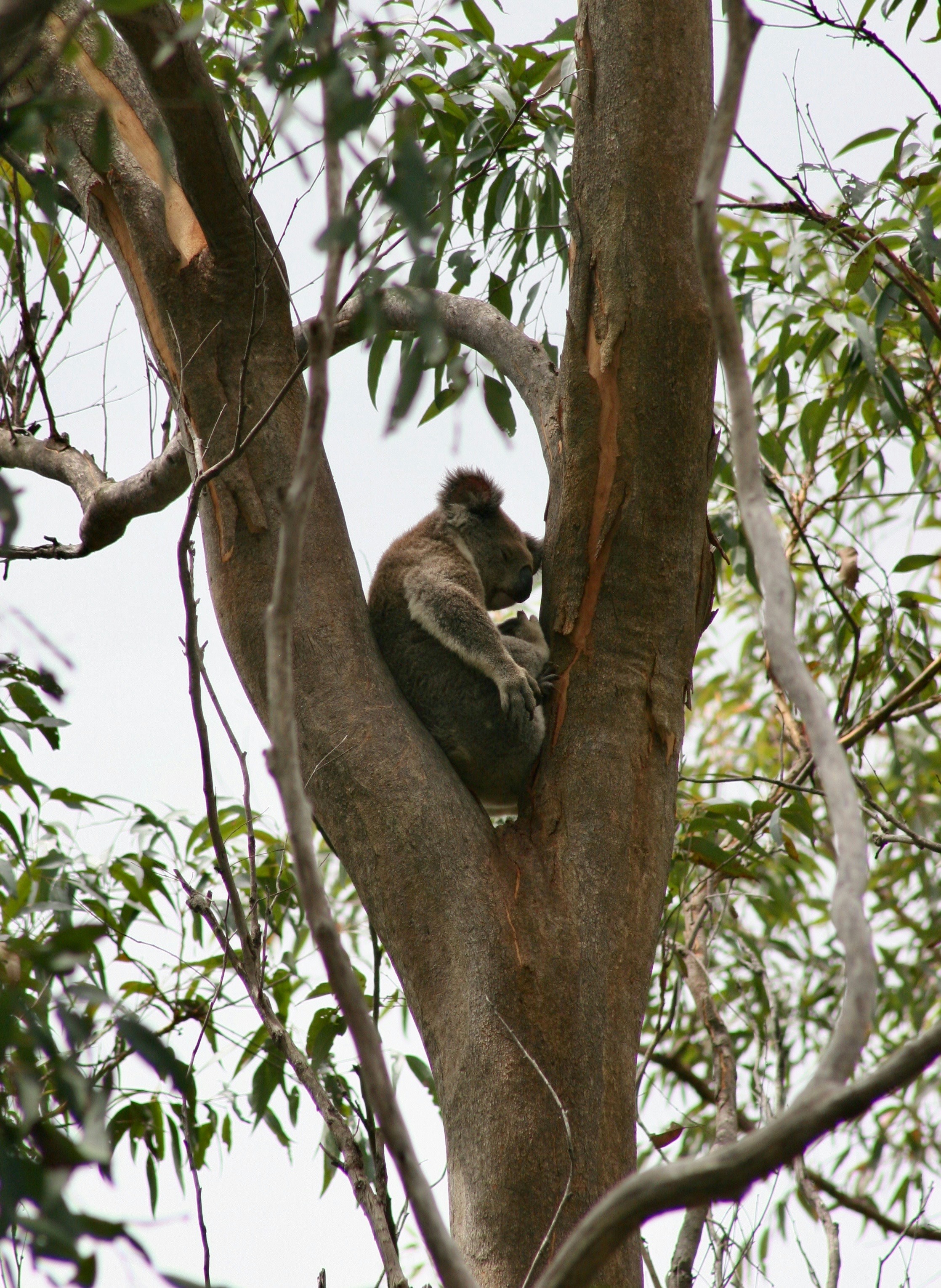 A Quiet Moment in the Tree: Koala Nestled Between Trunk Forks