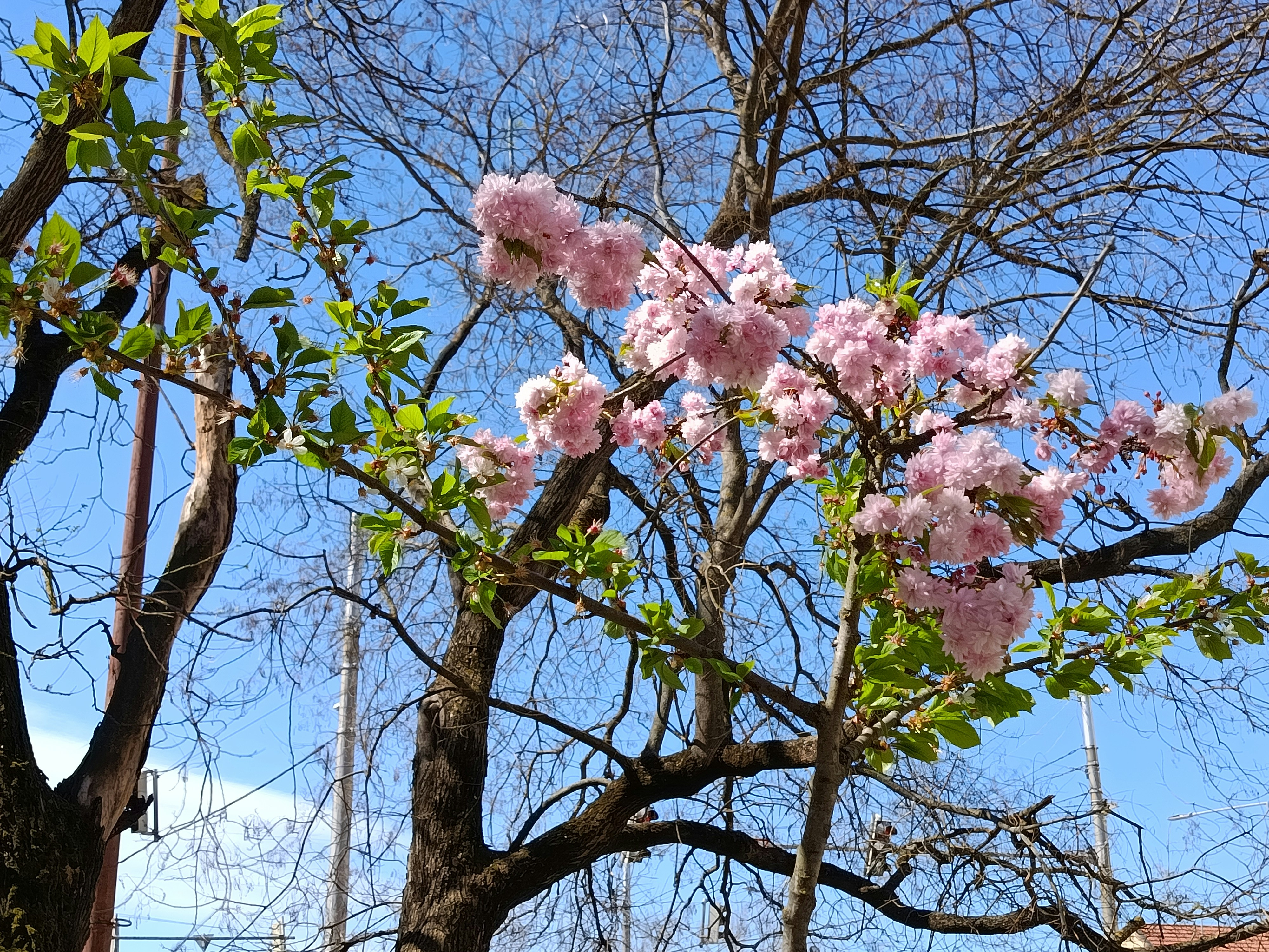 Blossom Boughs Against a Clear Spring Sky