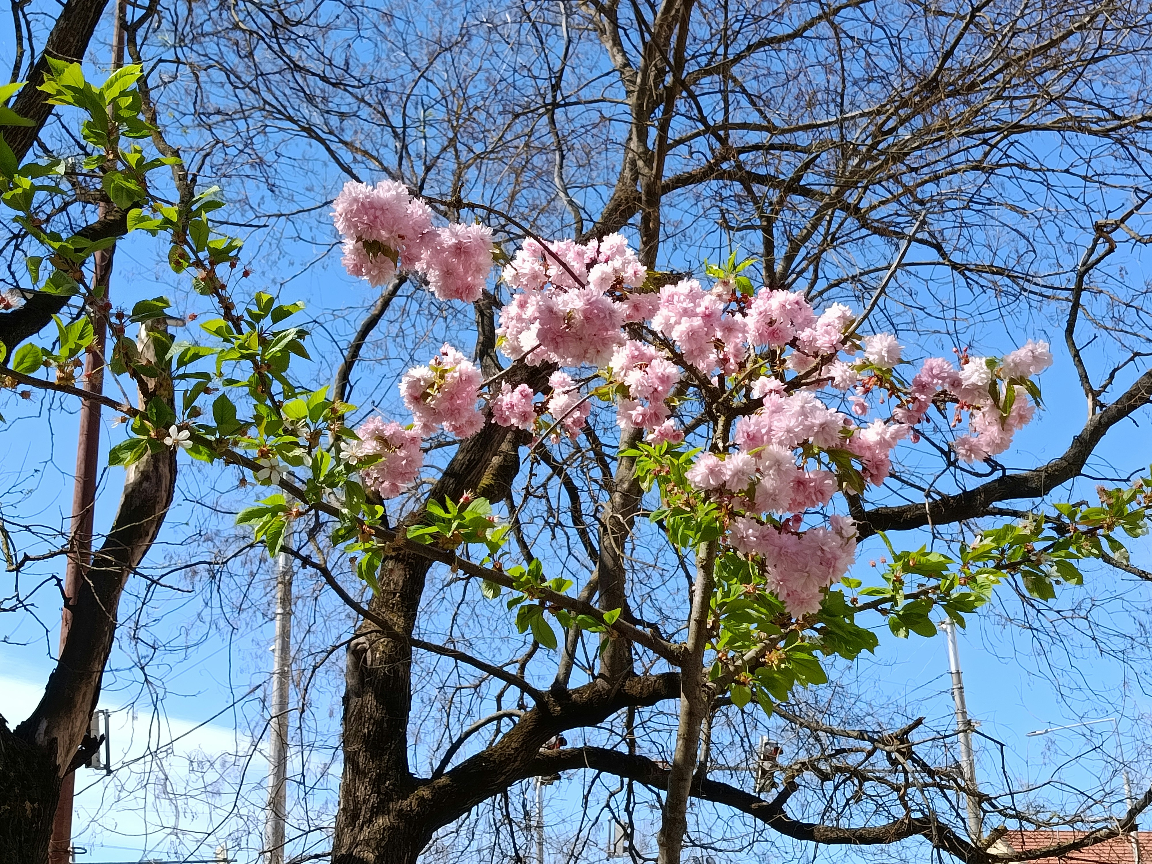 Pink blossom arch under a clear blue sky