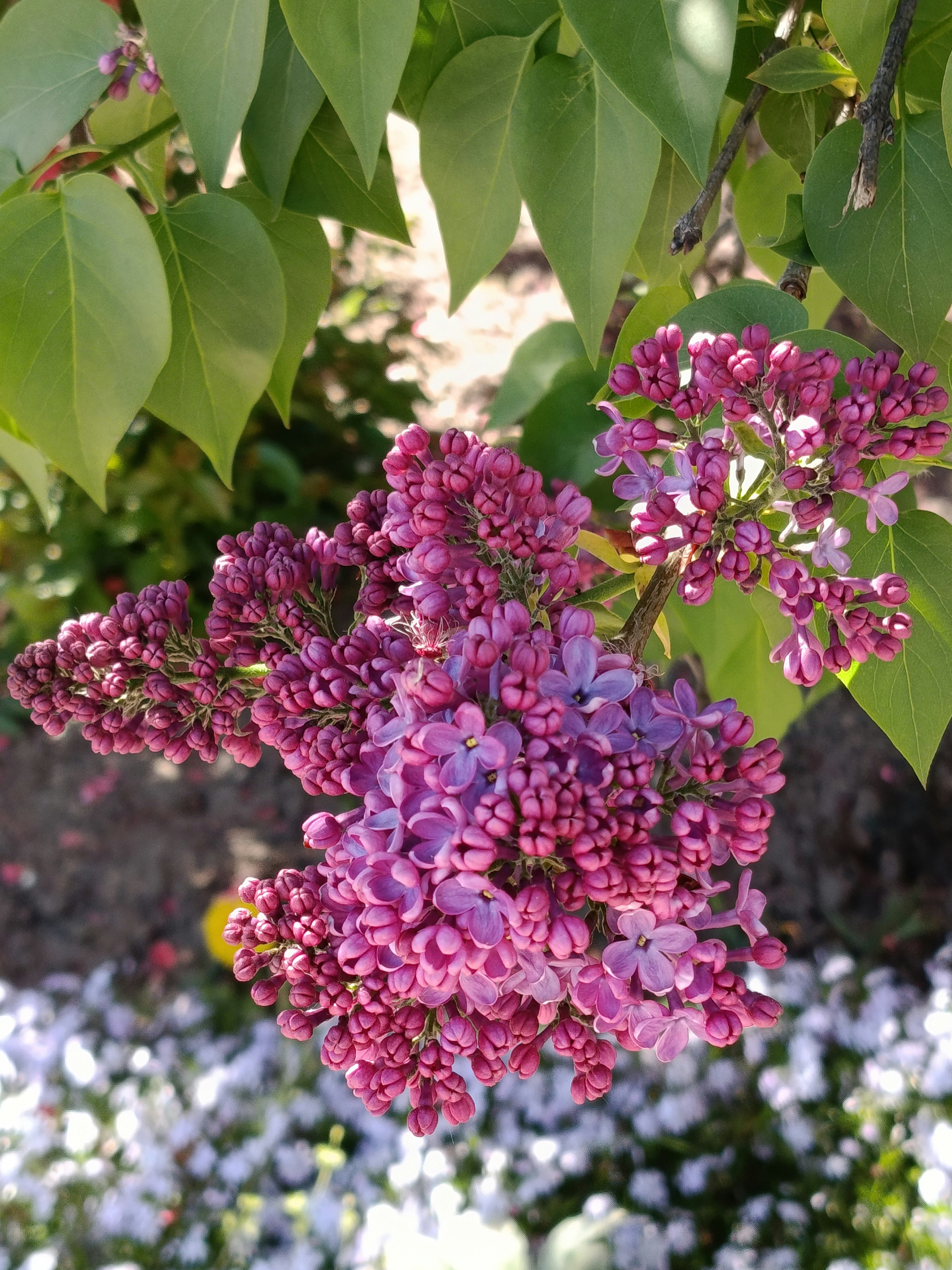 Lilac Cascade in Sunlit Garden