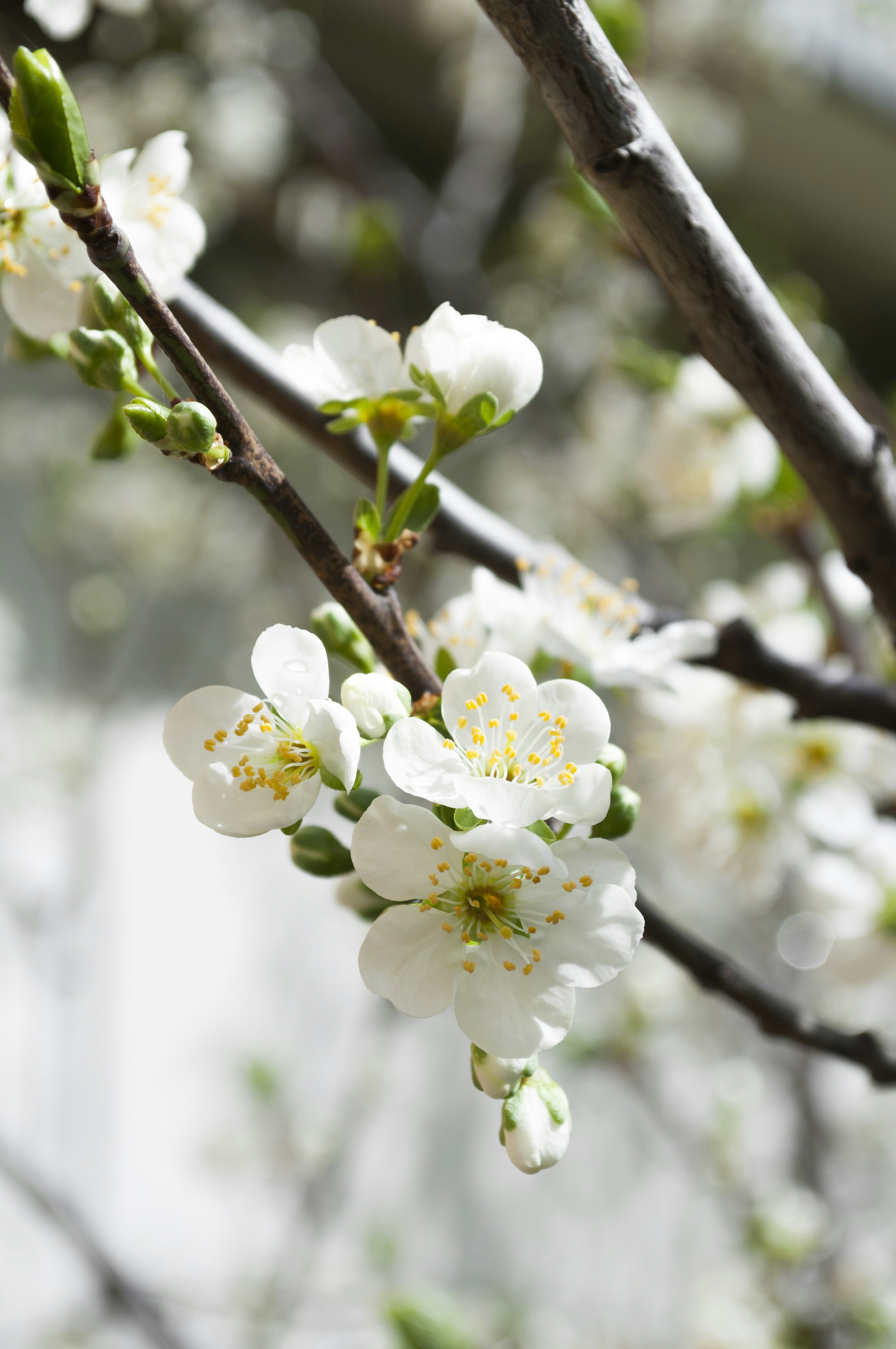 Whispers of Spring: White blossoms on a sunlit branch