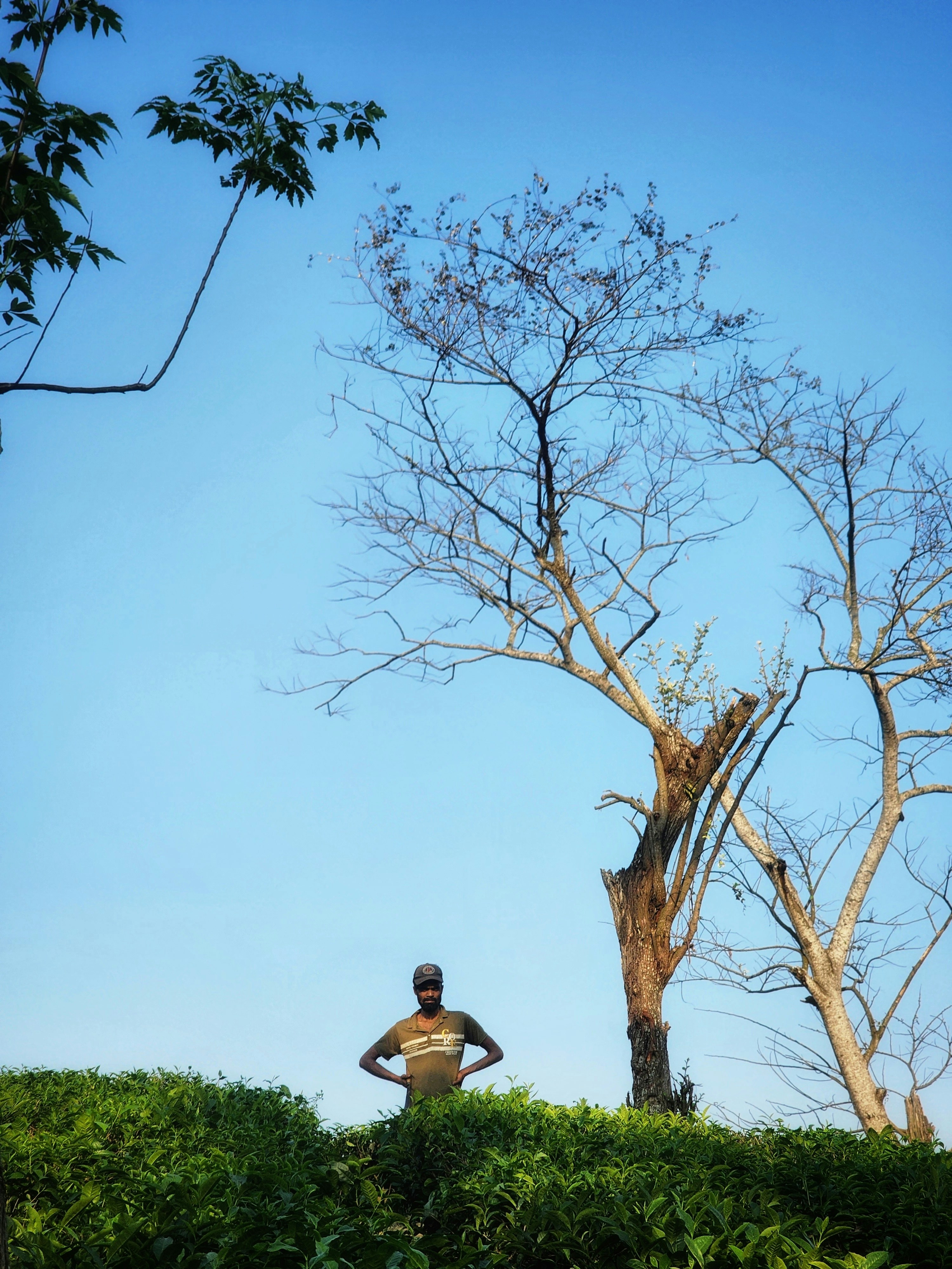 Man on a Tea Bush Ridge Under Leafless Trees