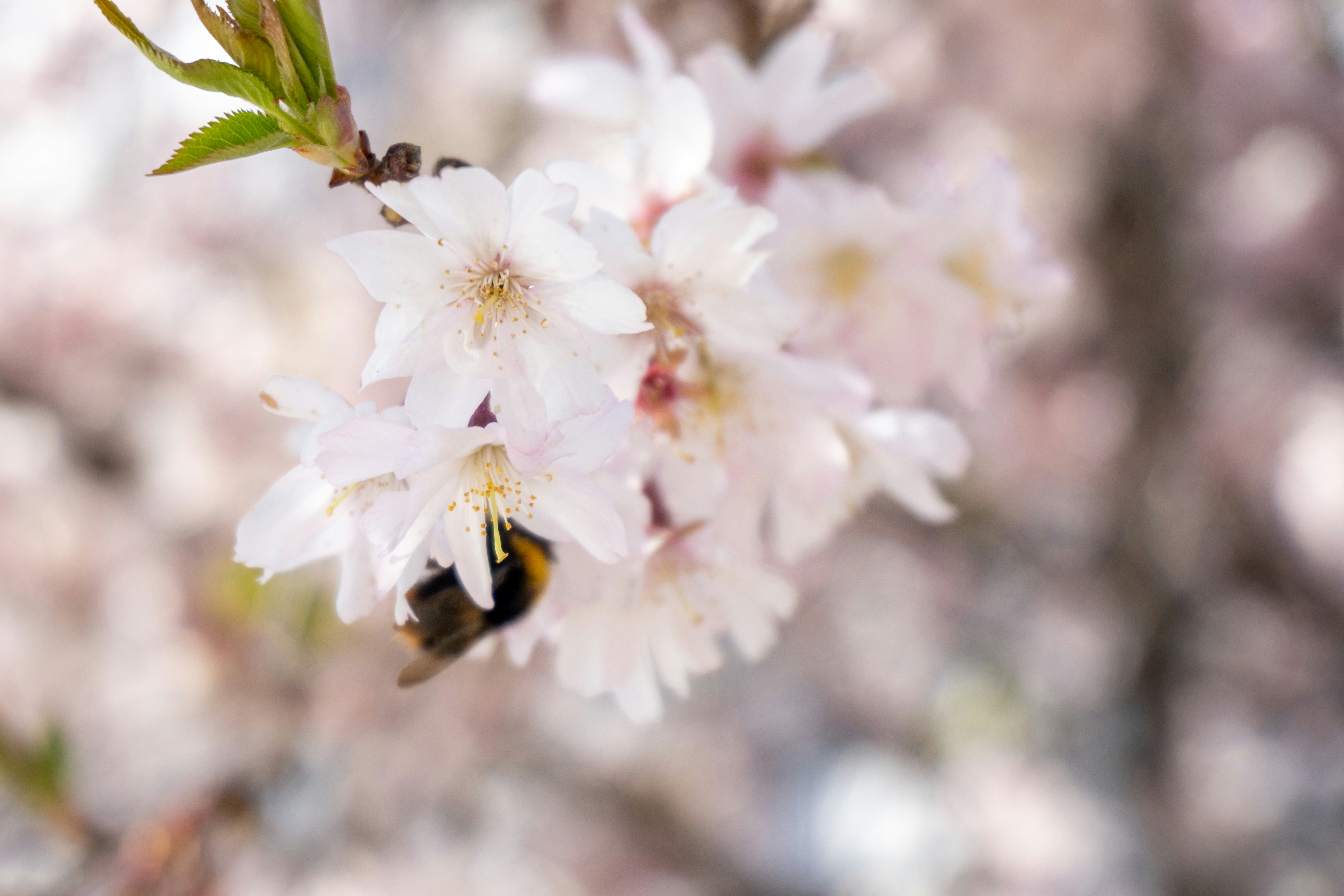 Blooming Cherry Bloom with a Busy Bee in Soft Focus