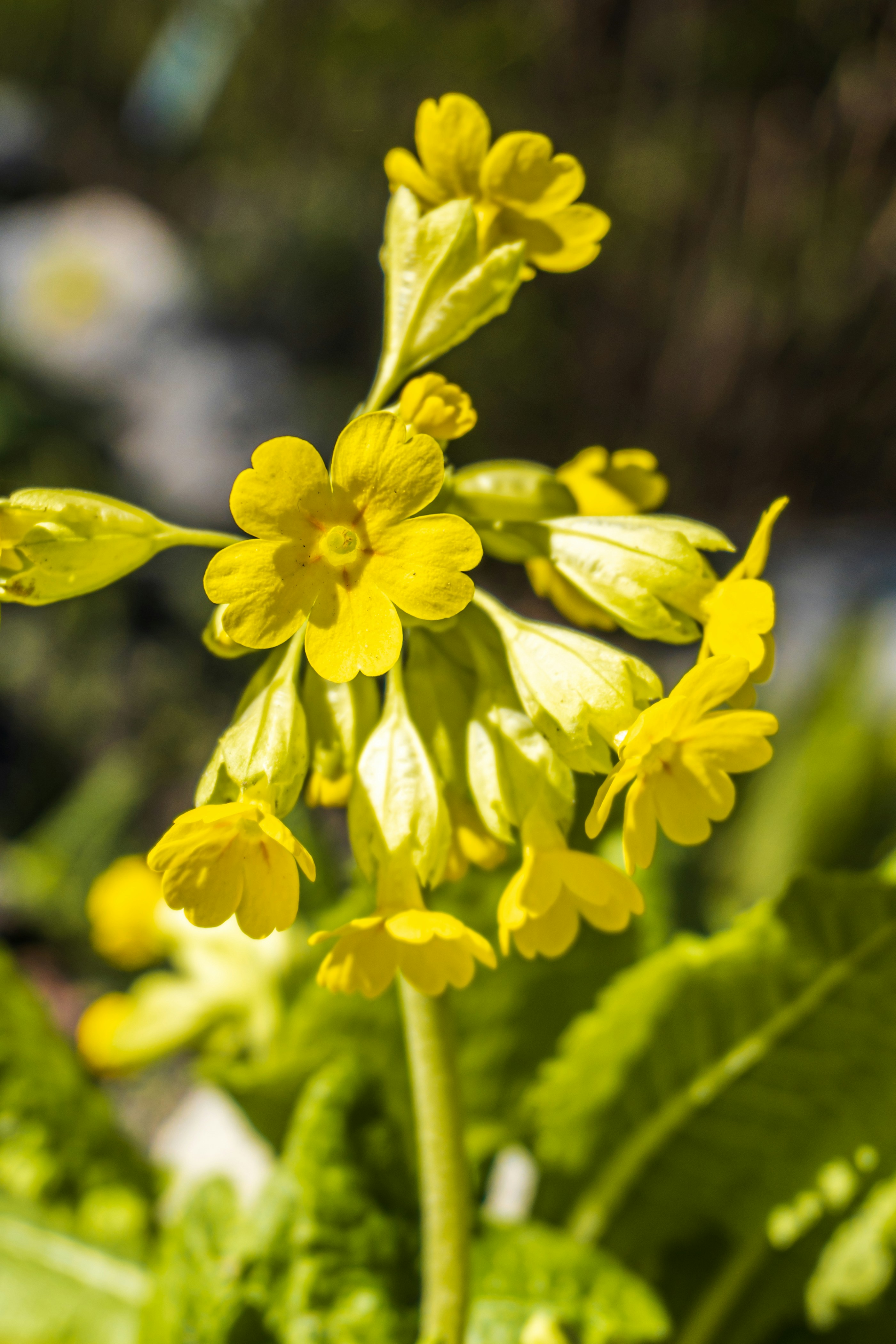 Bright Yellow Blooms: A Sunlit Cluster of Primrose-like Flowers