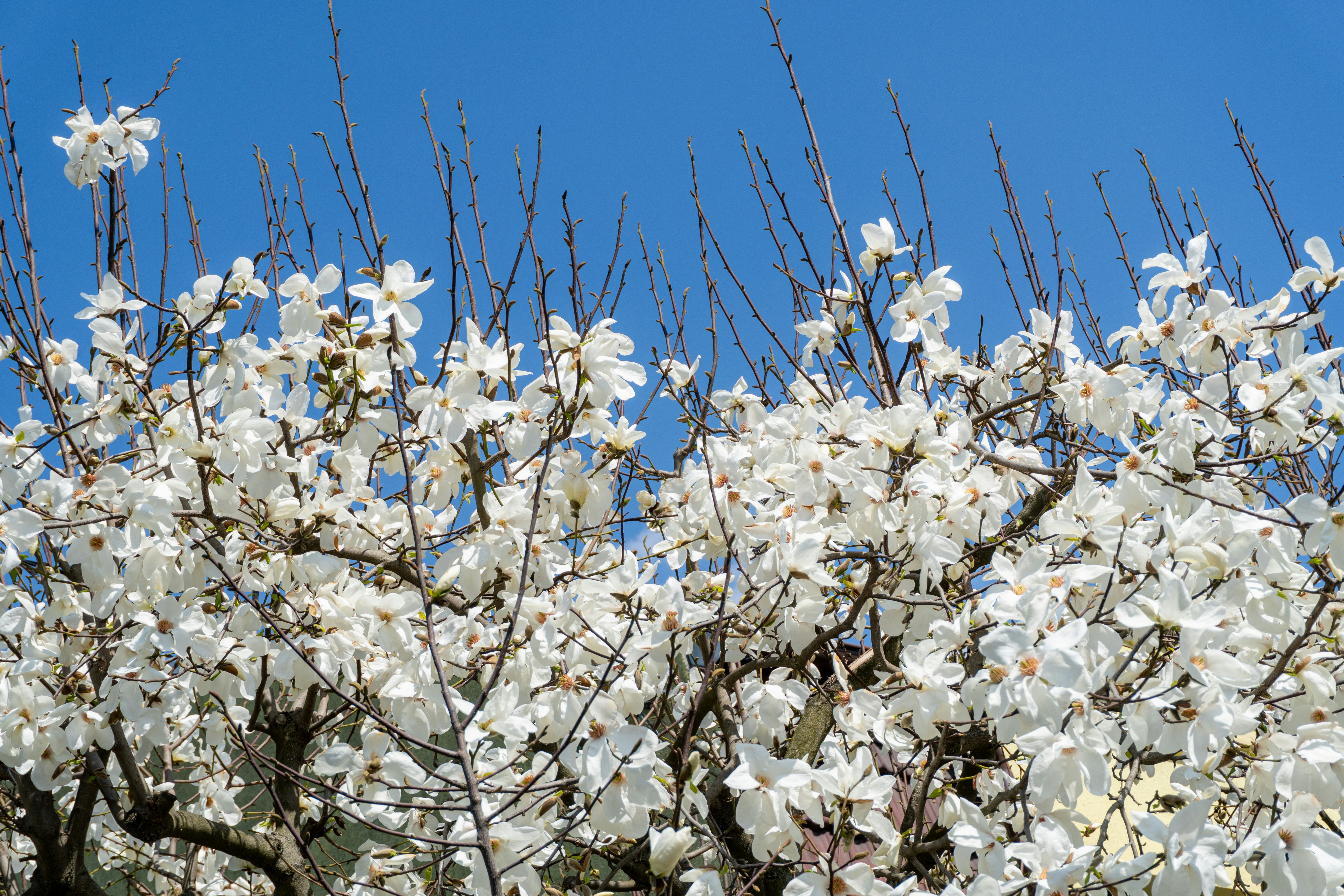 Blossoms Under a Pristine Blue Sky