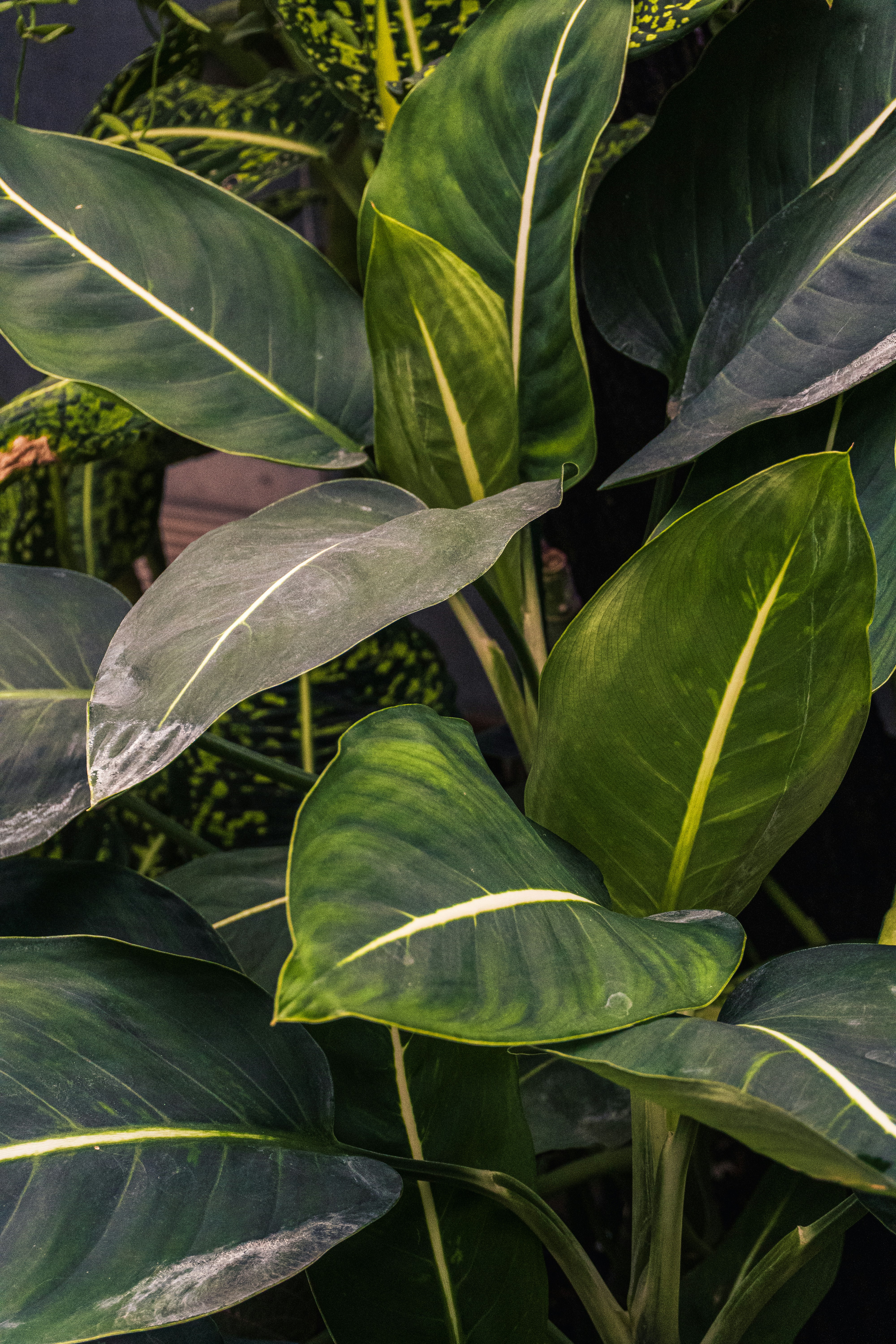 Leafy Green Contrasts: A Close-Up of Variegated Foliage