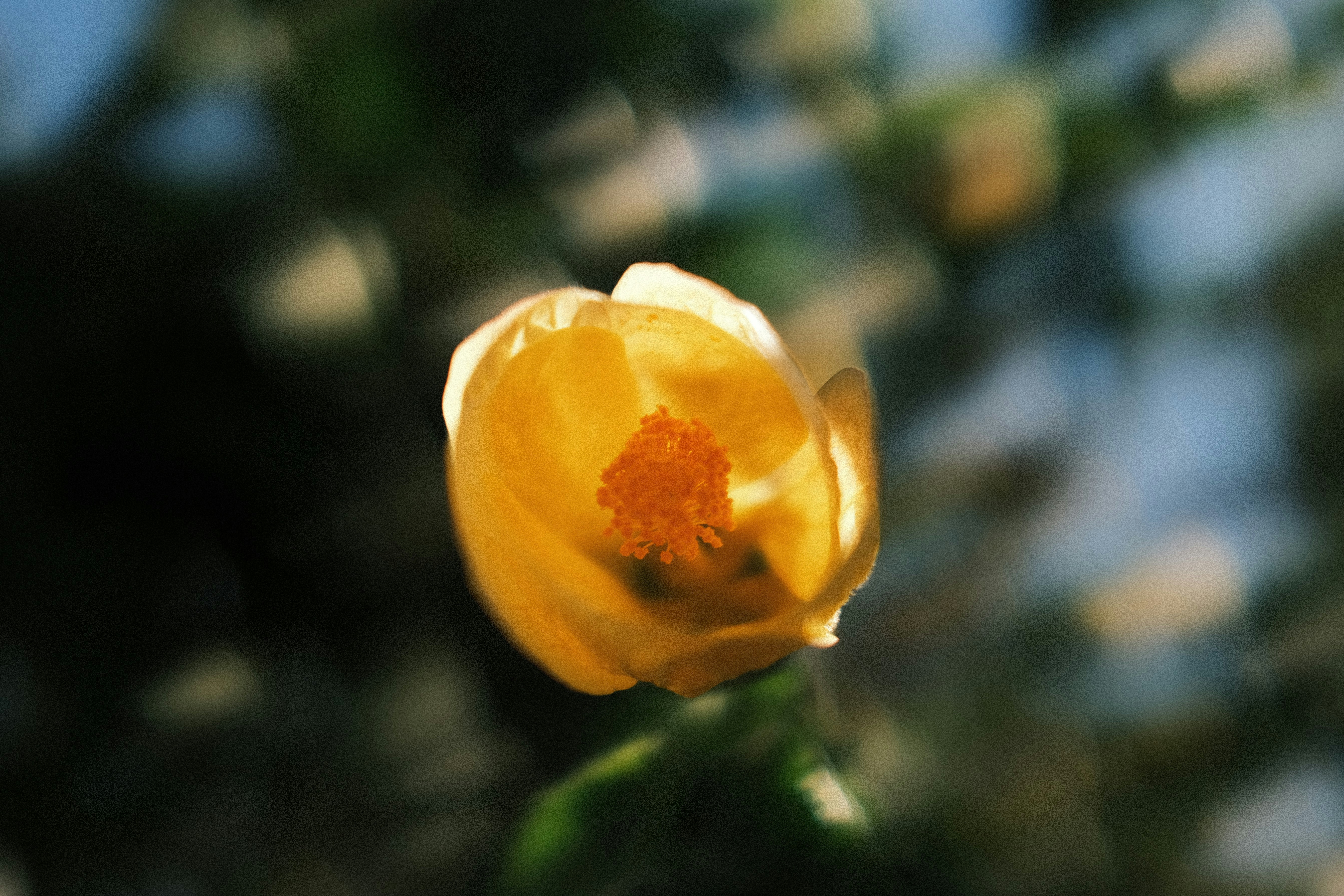 Golden Tepal: A Close-Up Awakening of Spring's First Bloom