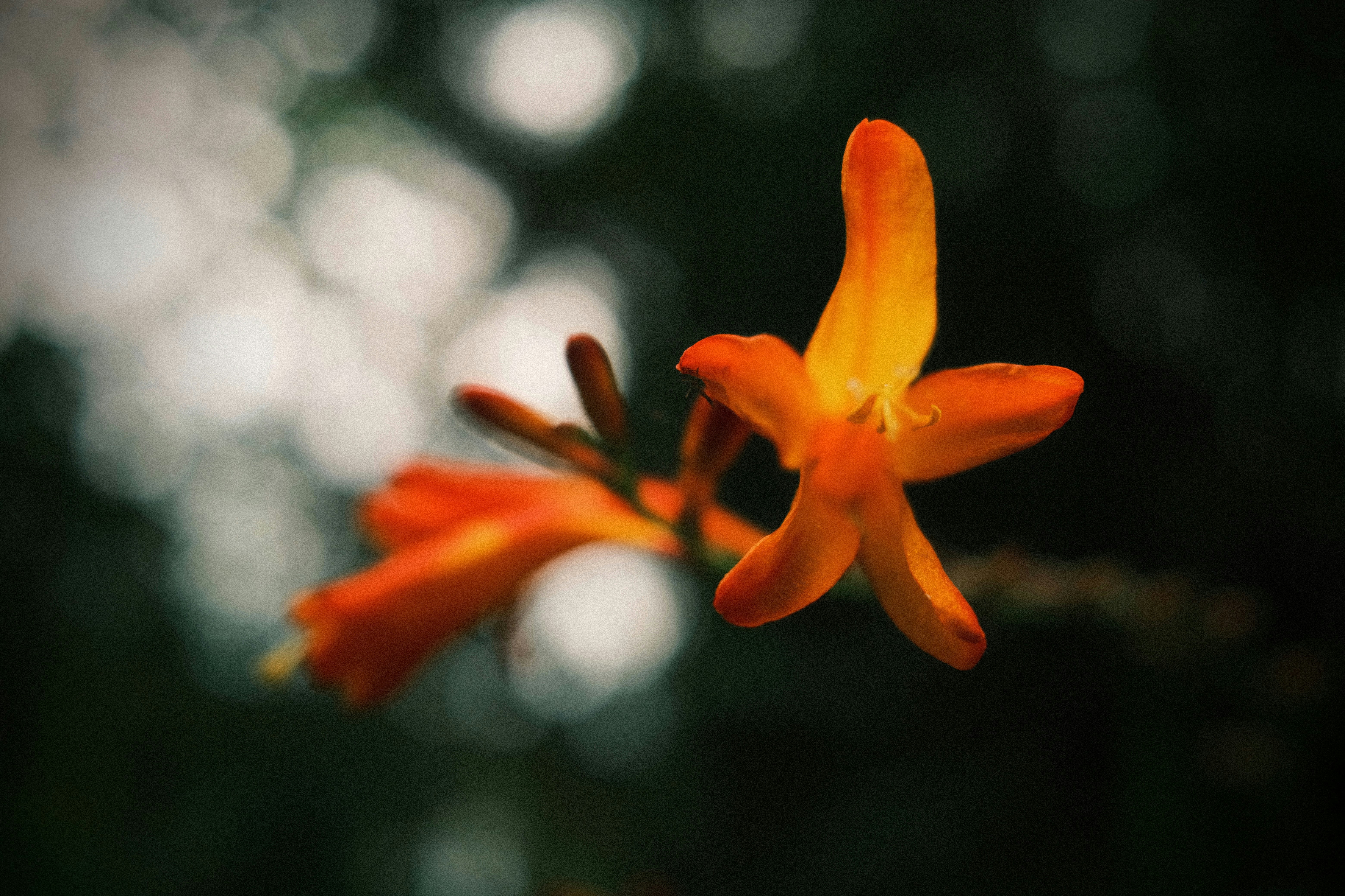 Close-up Ember Bloom in Soft Backlight