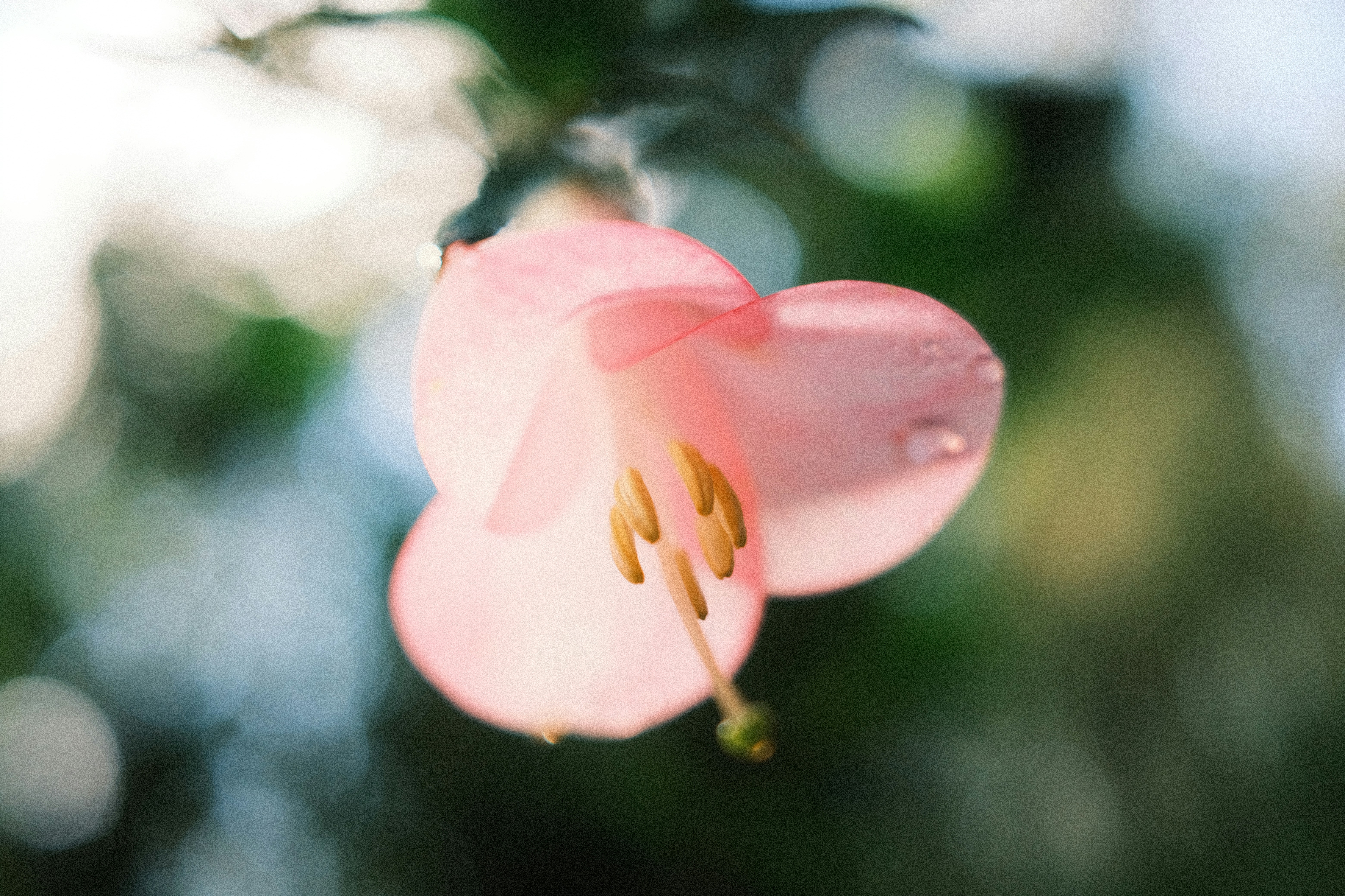Pink Camellia Softness: A Gentle Bloom in the Blur