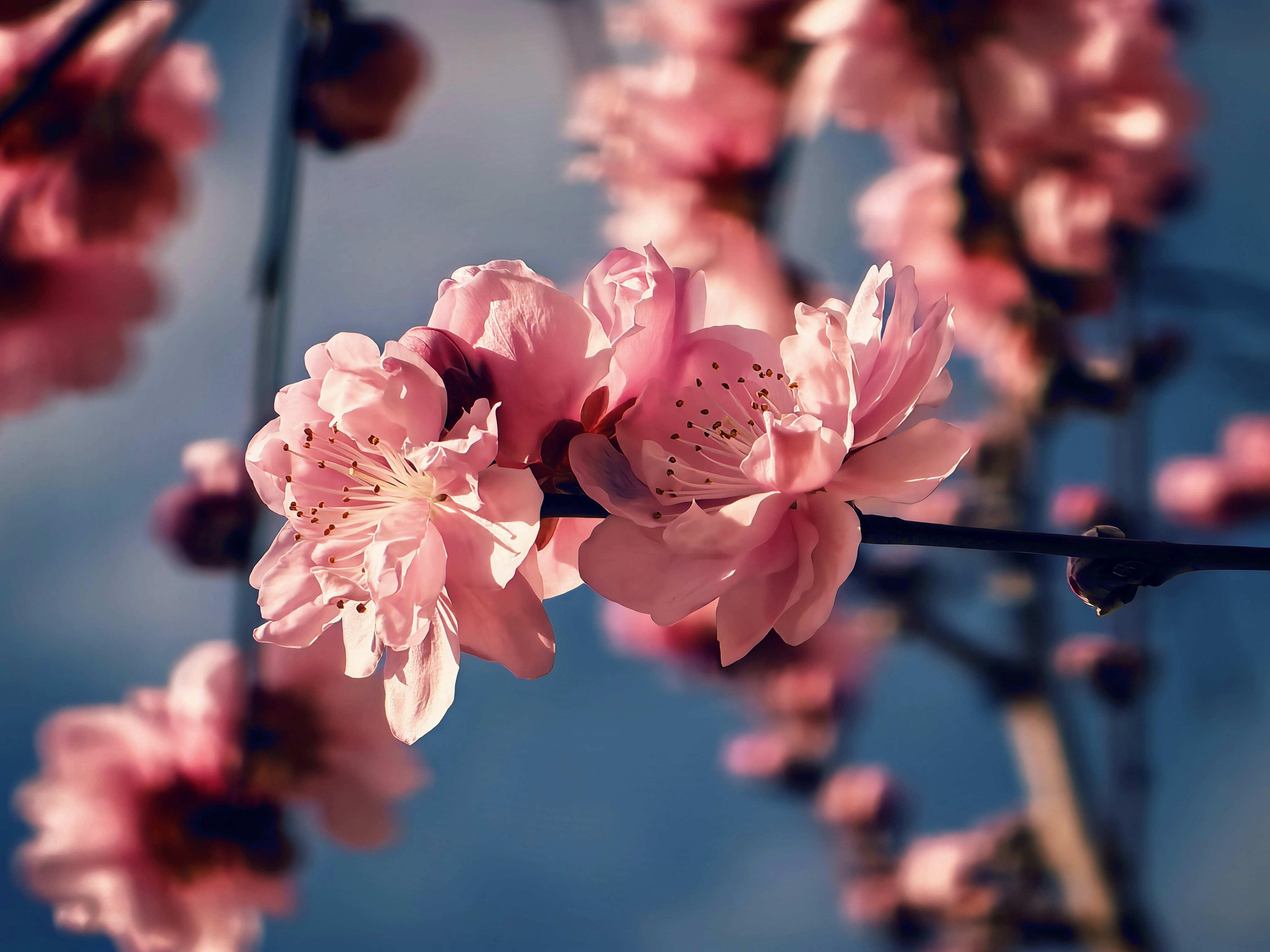 Soft Pink Blossom Focus: A Close-Up Portrait of Spring