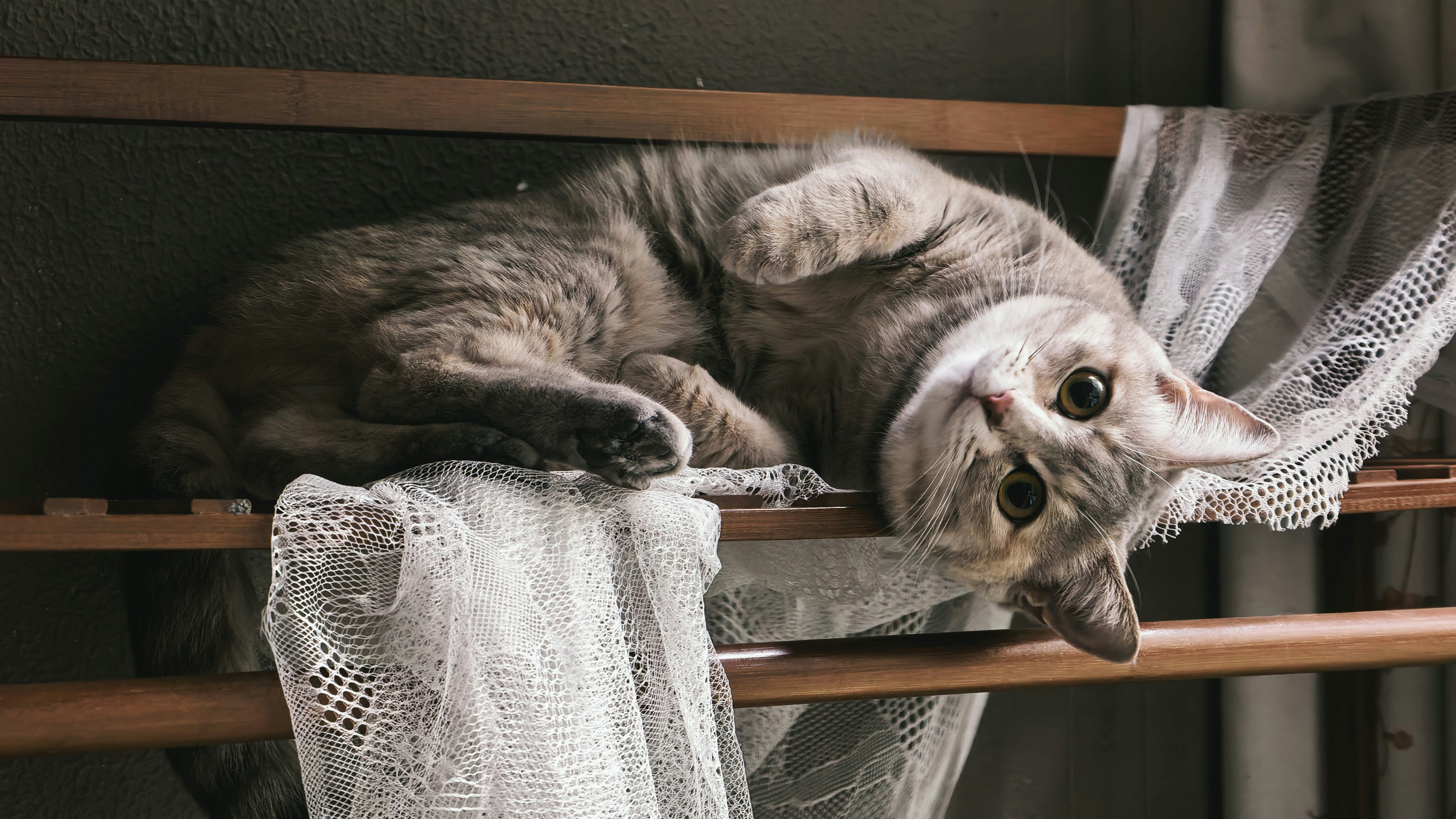 Curled Serene: A Gray Tabby Resting on Lace Off the Shelf
