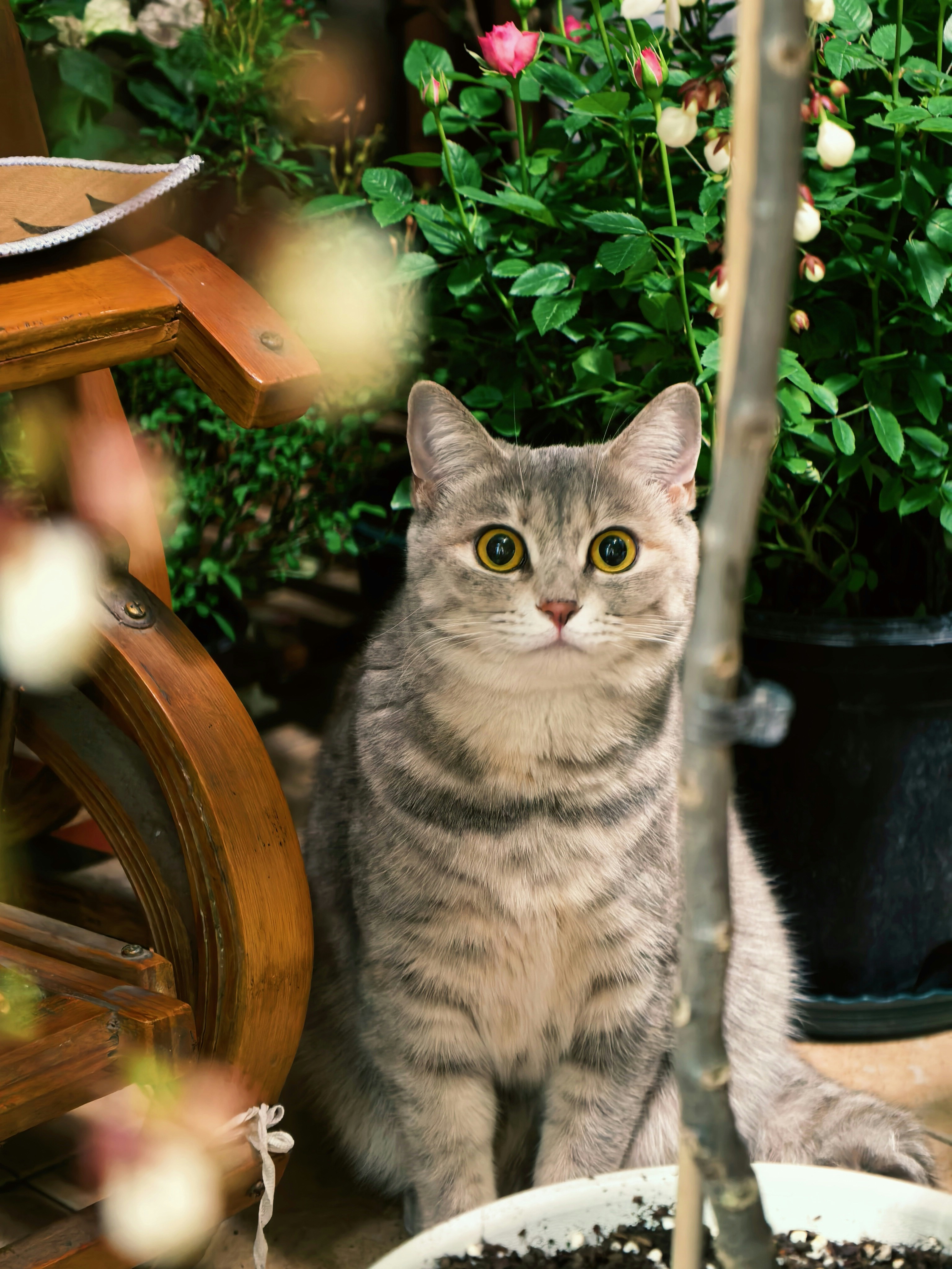 Curious Feline Between Greenery and Garden Gears