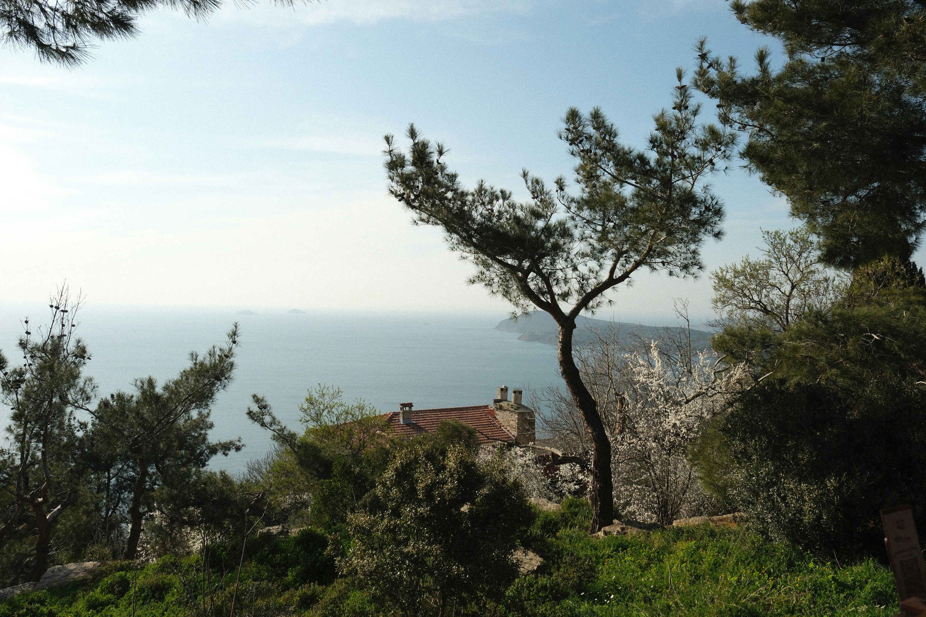 Seaside Terrace under Wind-Swept Pines