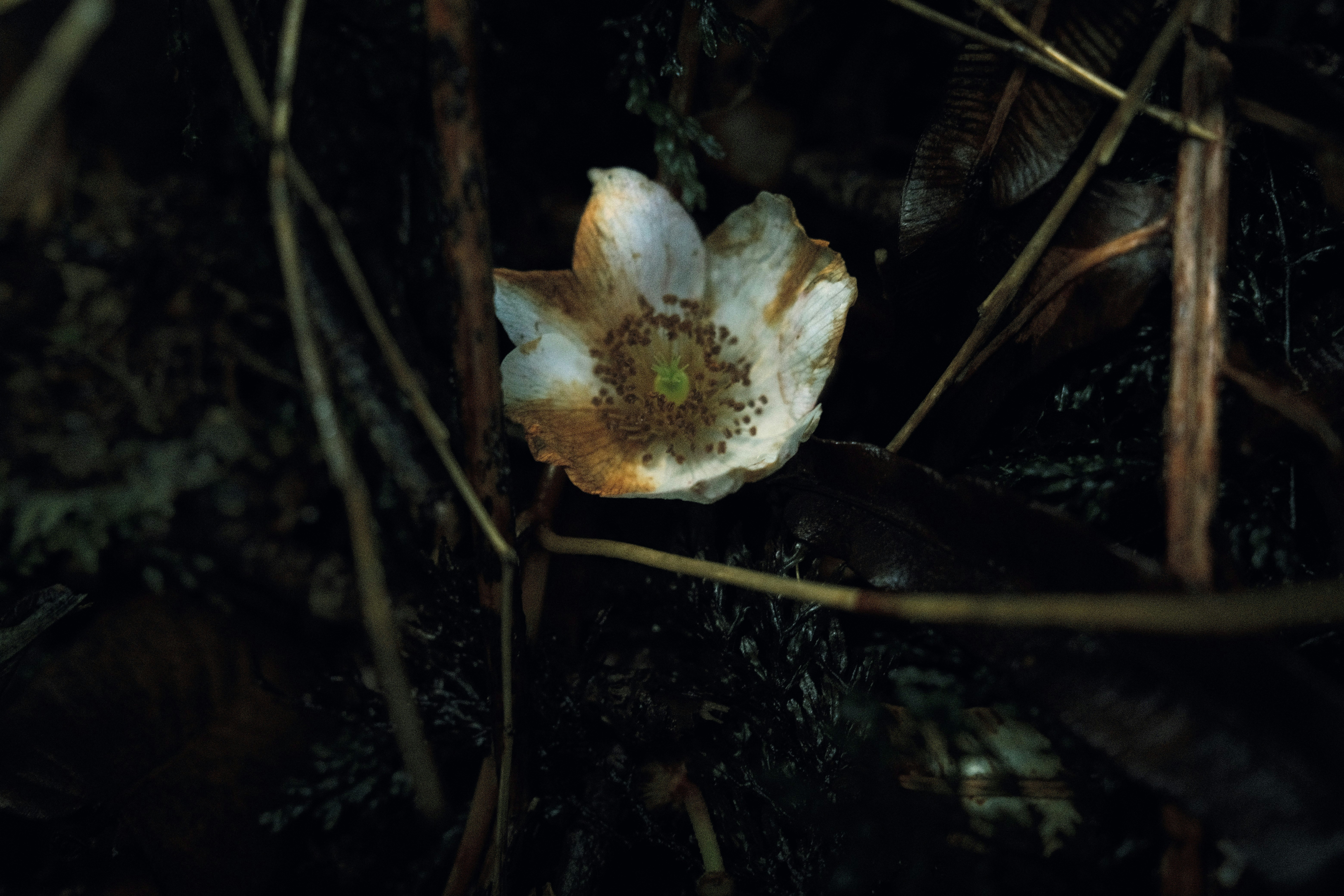 Wilted blossom amidst dark undergrowth