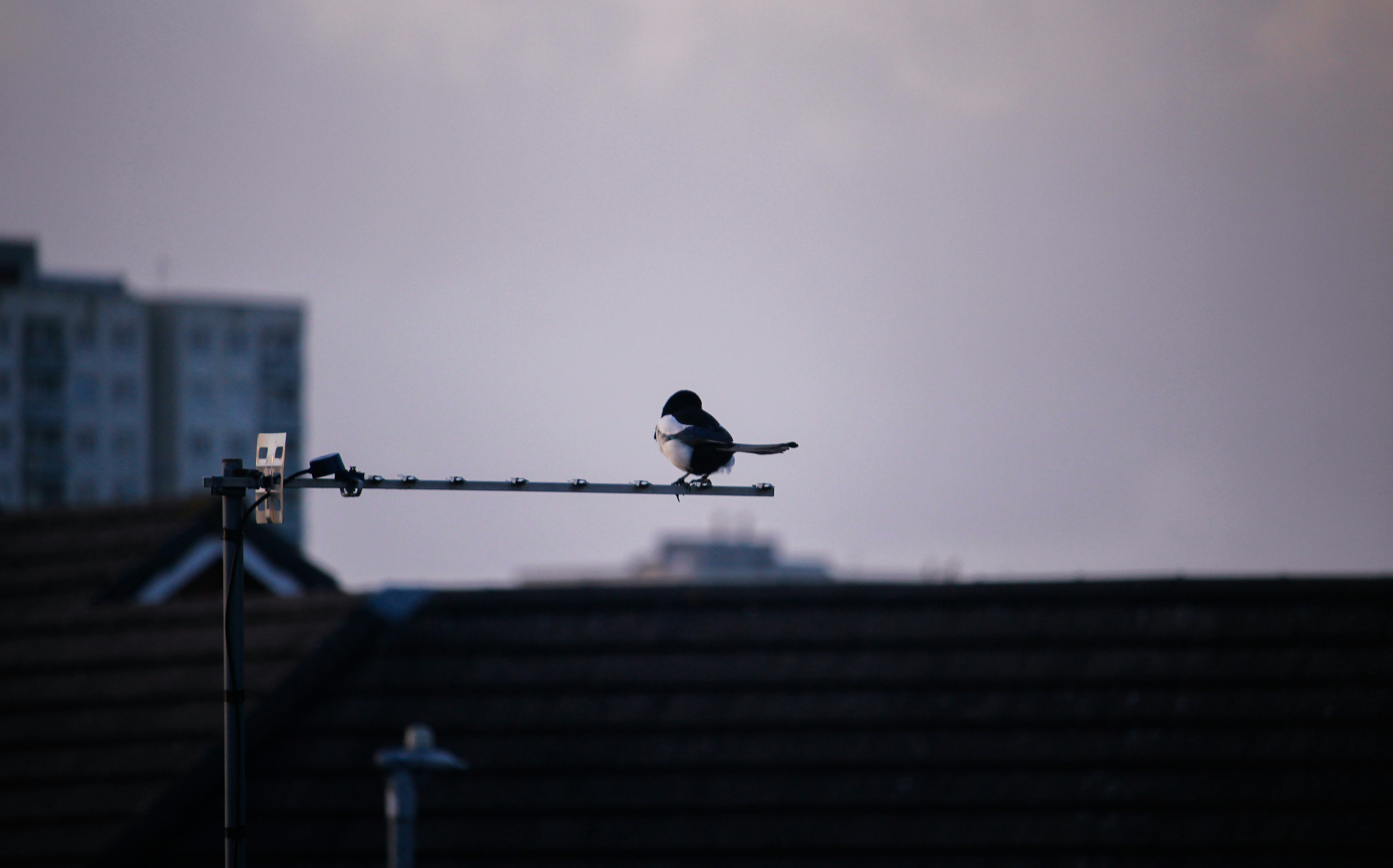 Bird on a Rooftop Broadcast Arm at Dusk