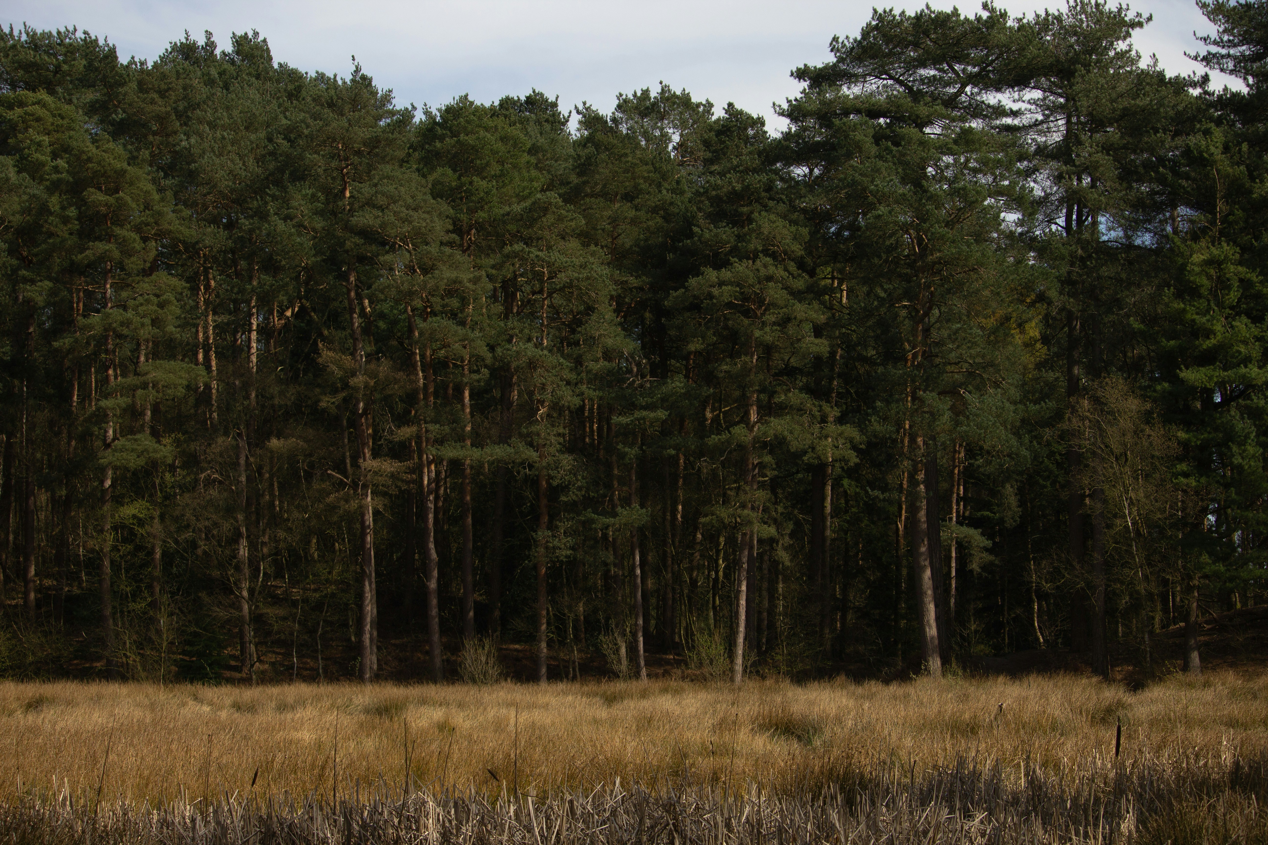 Edge of the Tall Pines: Quiet Moor at Dusk