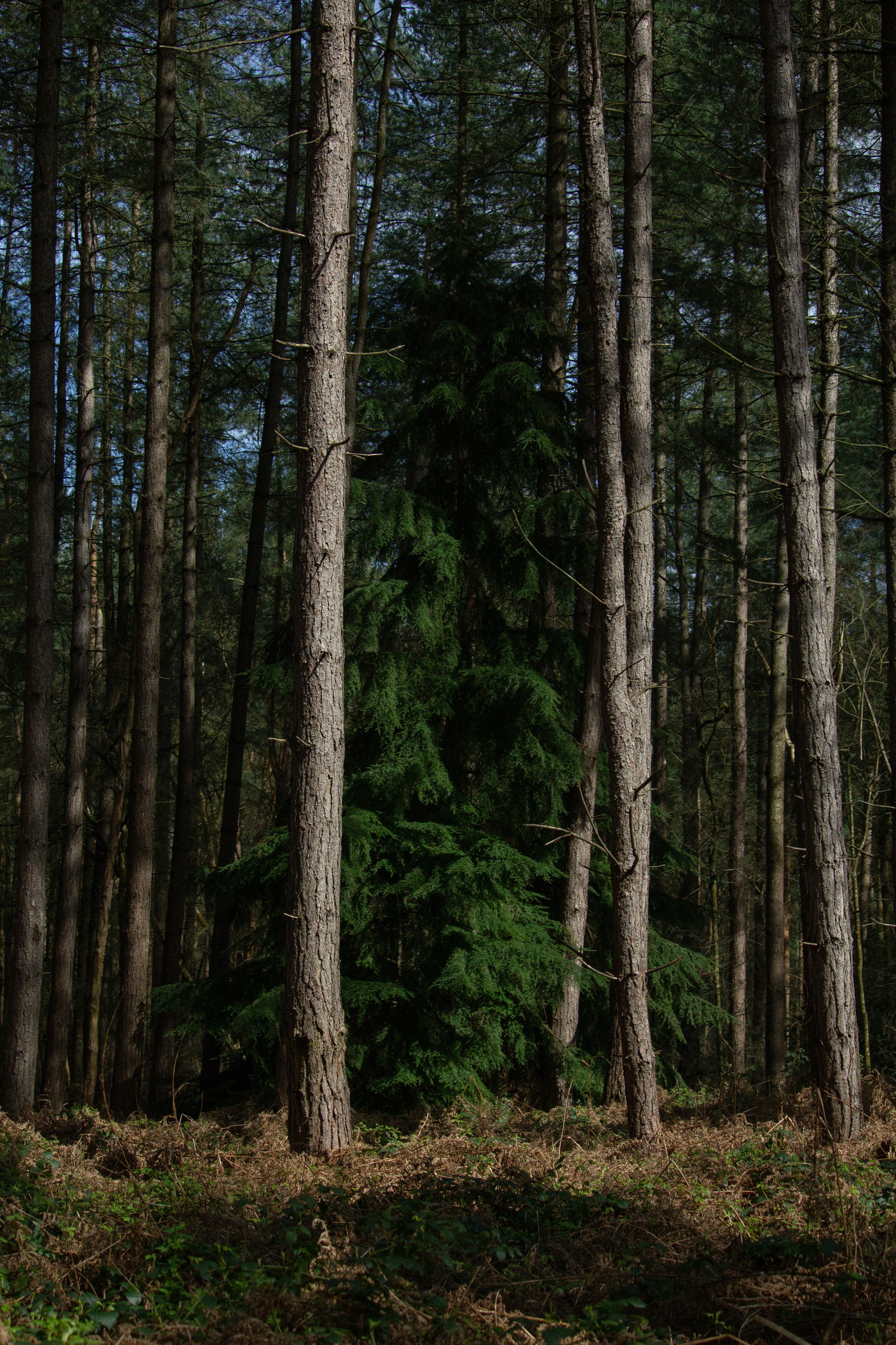 Forest Cathedral: Tall Pines Framing a Quiet Understory