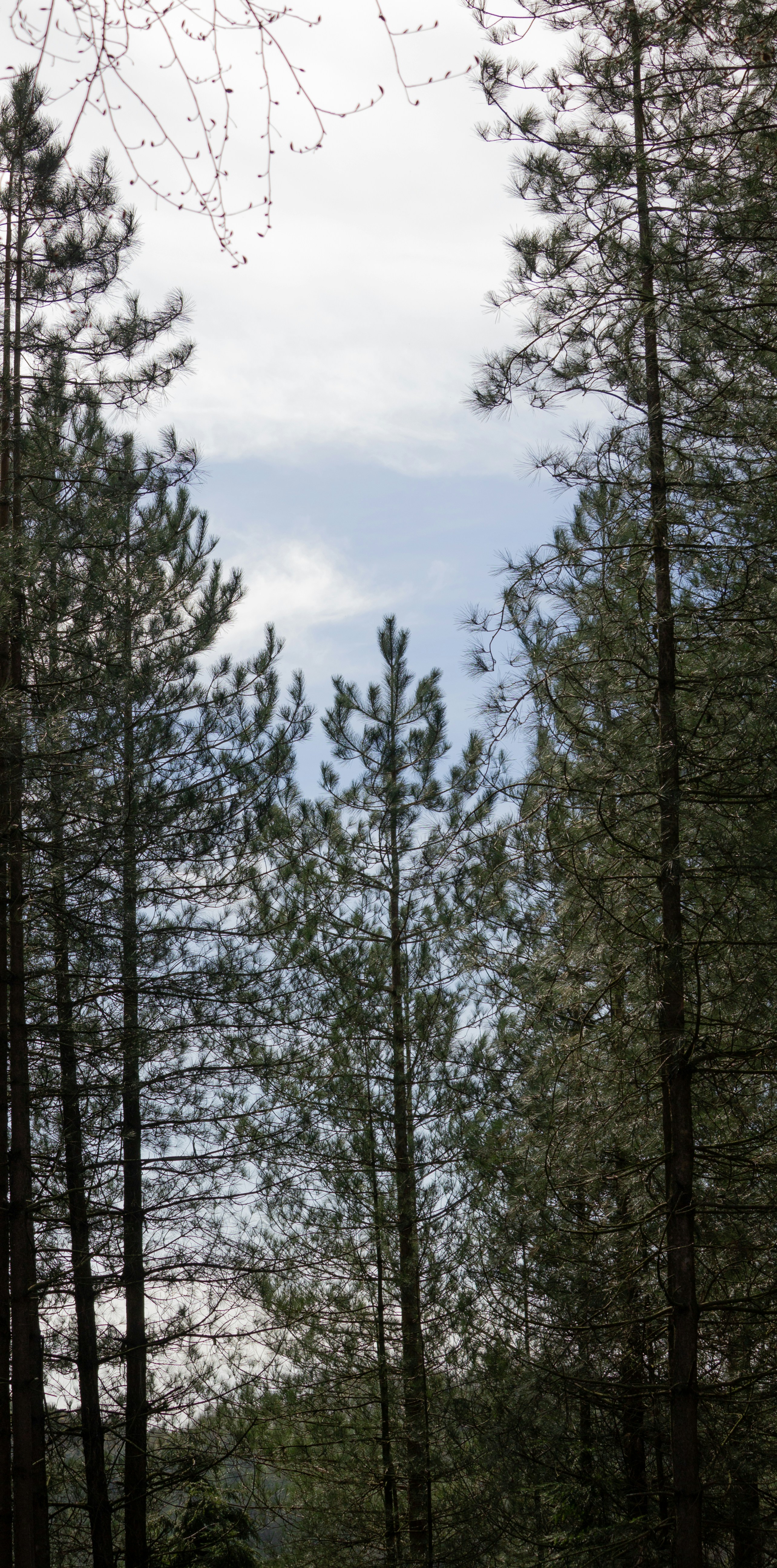Towering Pines Reach Toward a Quiet Sky