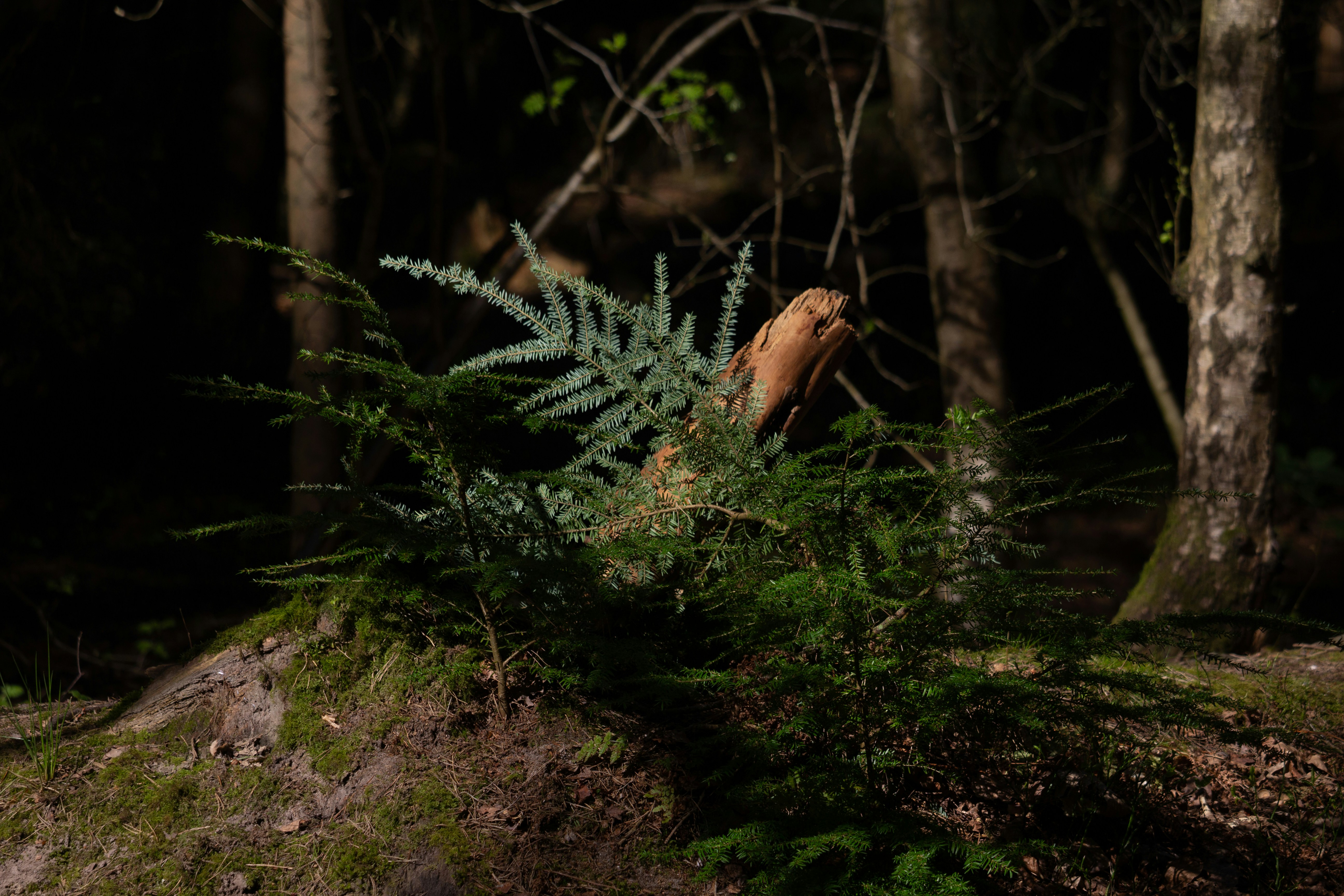 Hidden fern throne: a mossy forest sentry under filtered gloom