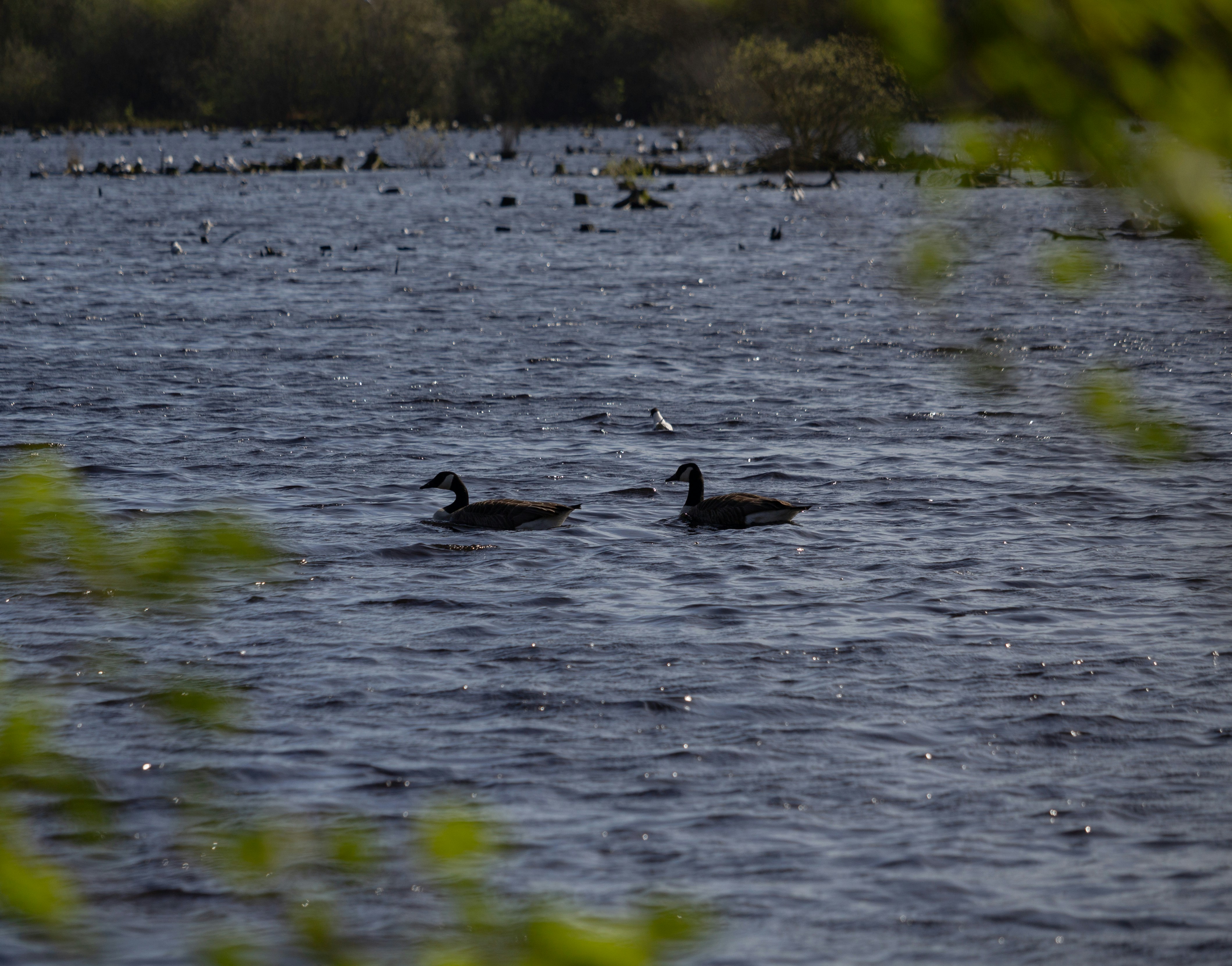 Twin Ducks Across a Dappled Lake