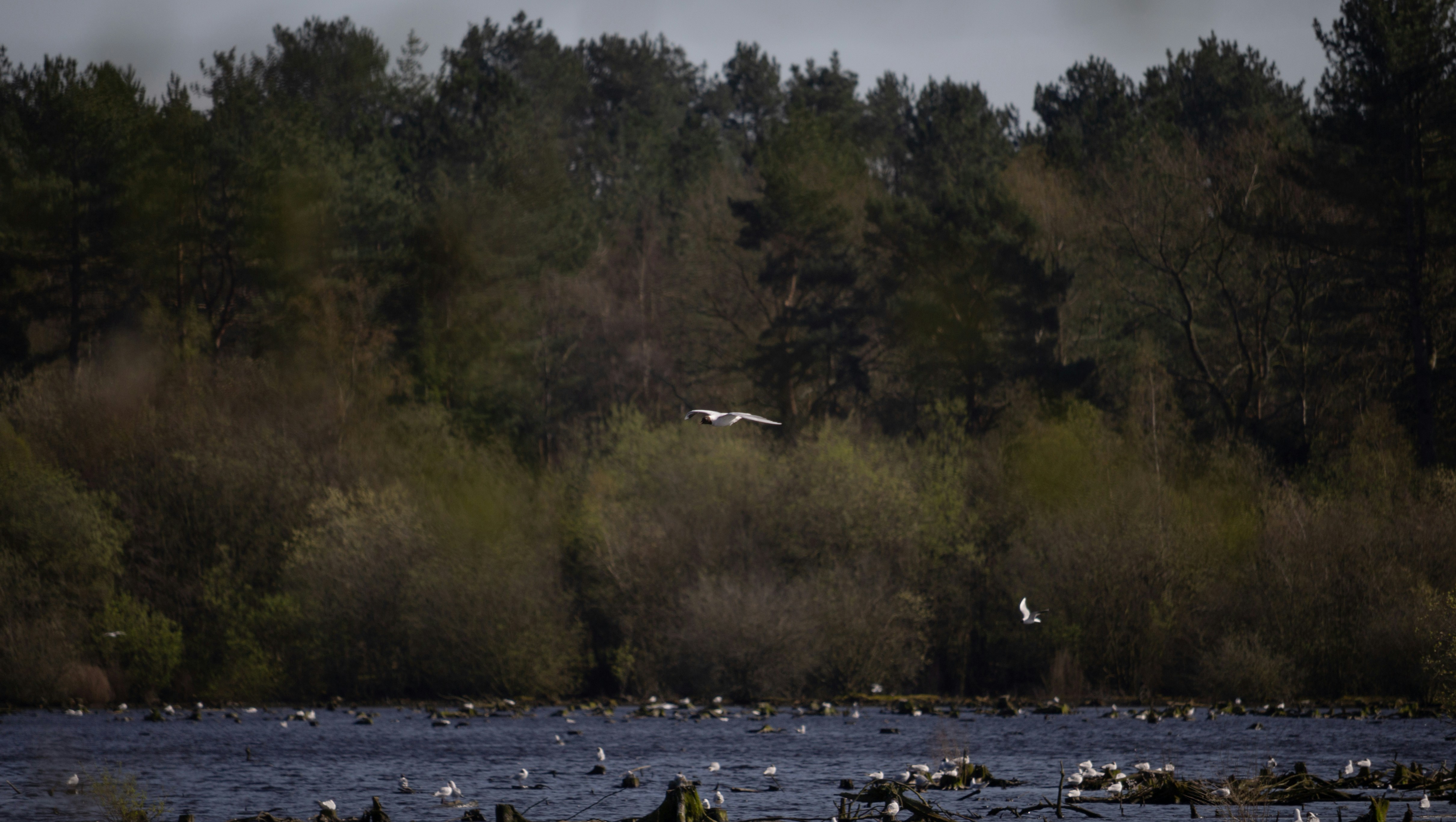 Whispers of Flight Over a Tabled Waterline