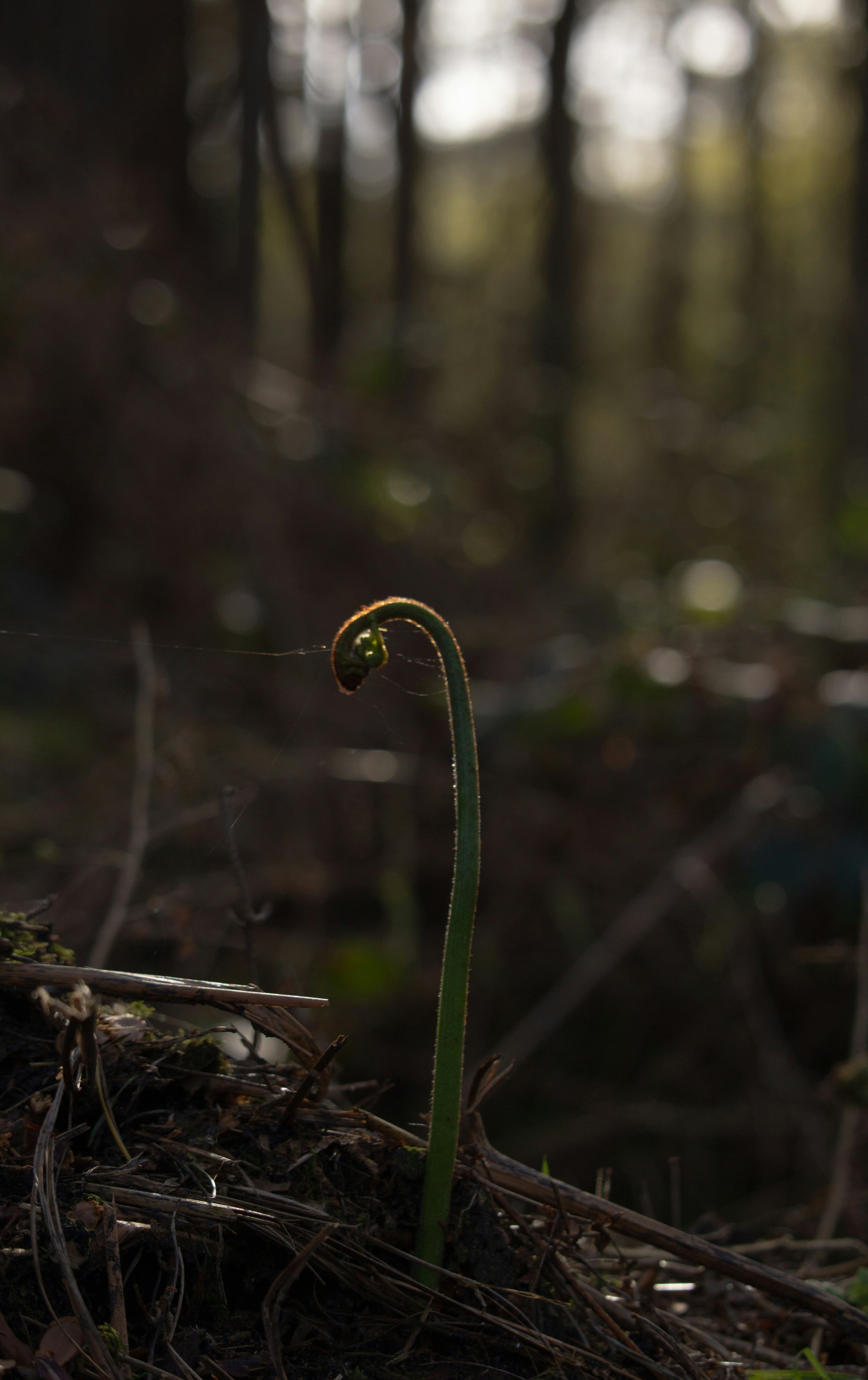 Emerging Fern Alone in Forest Spotlight
