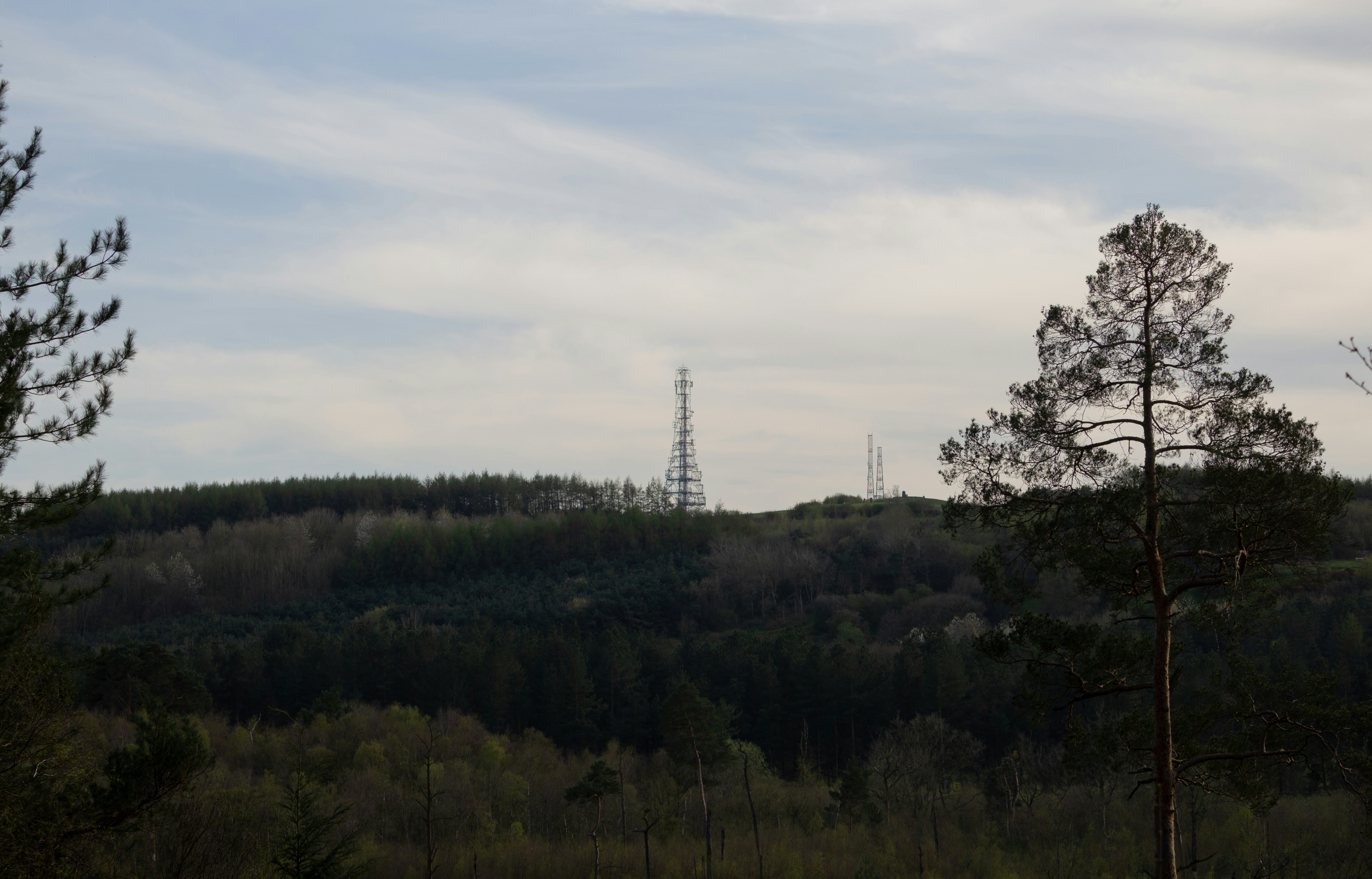 Transmission Towers on the Horizon Over a Quiet Pine Forest