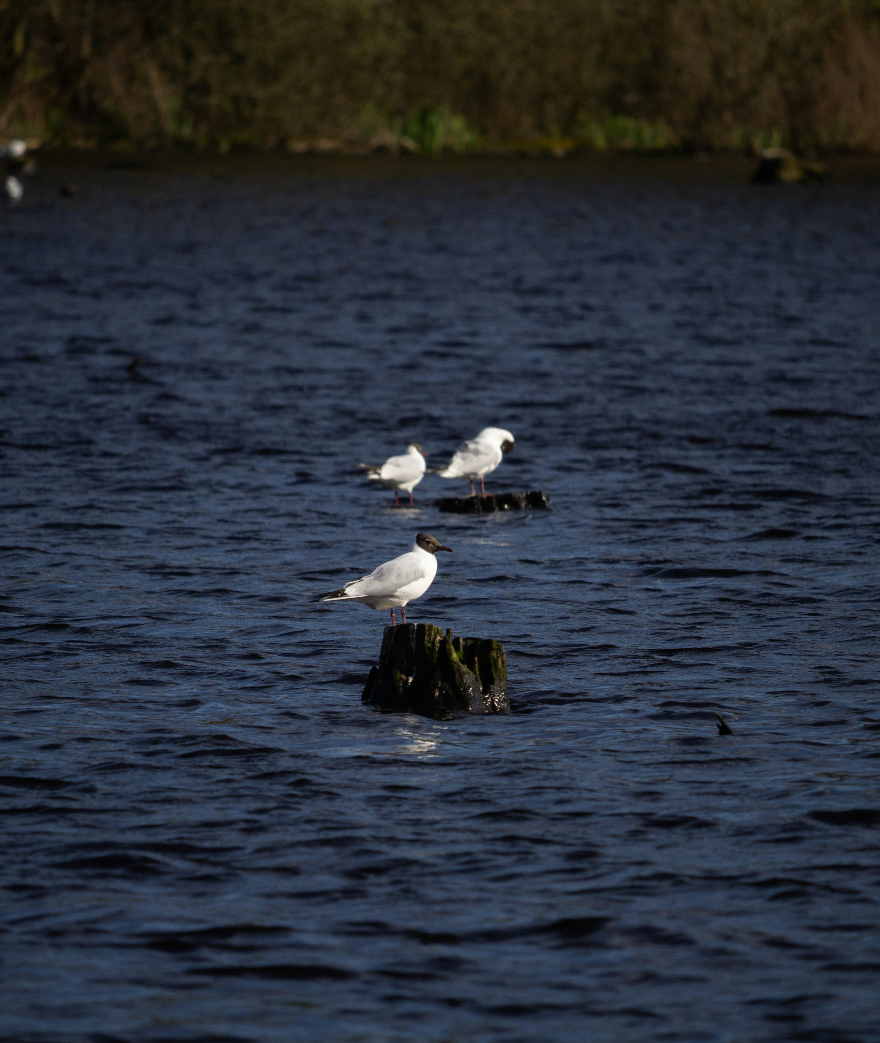 Seagulls Perched on Weathered Stumps, Quiet Lake at Dusk