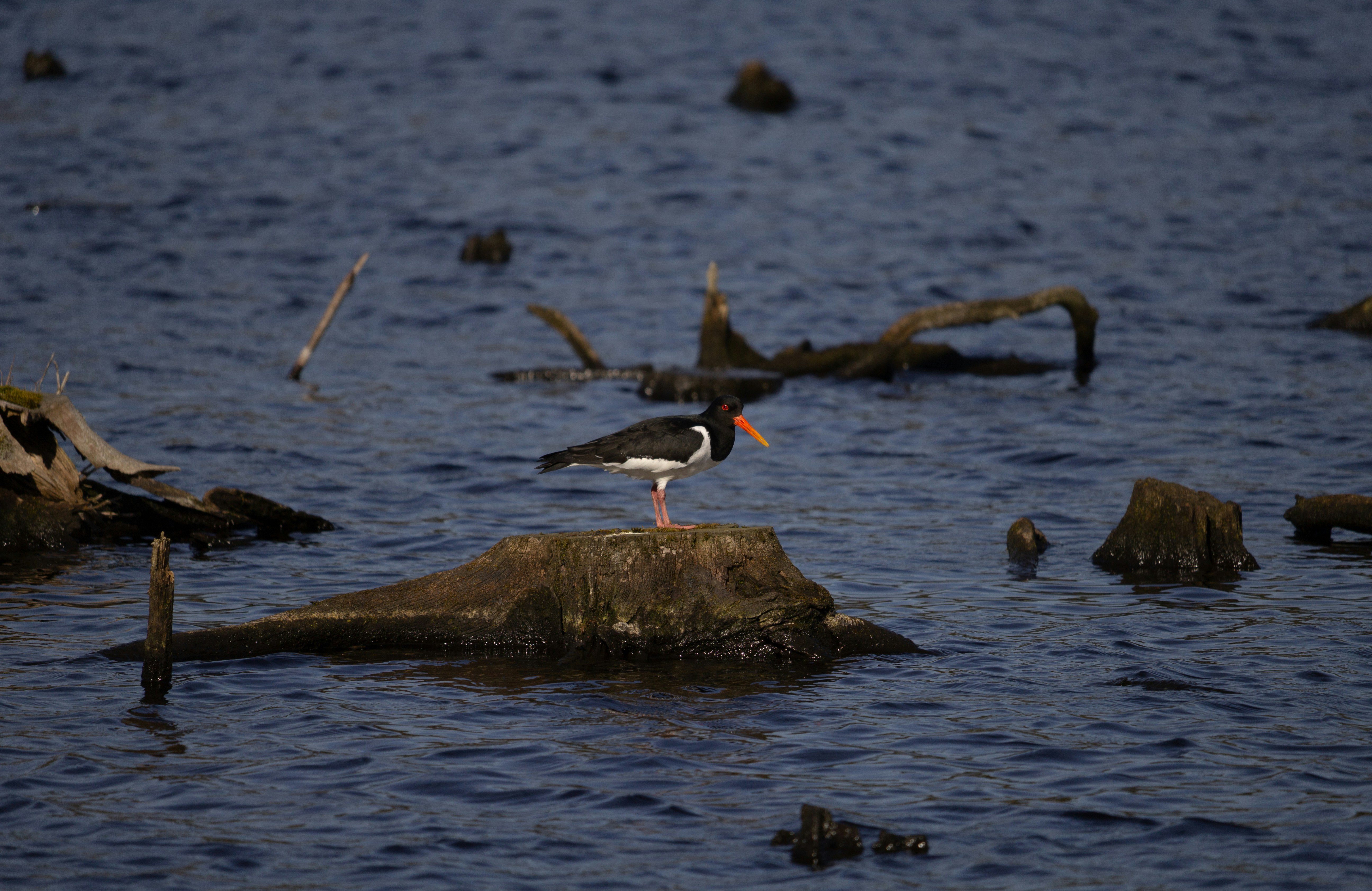 Lone Oystercatcher Perched on a Driftwood Island at Dusk