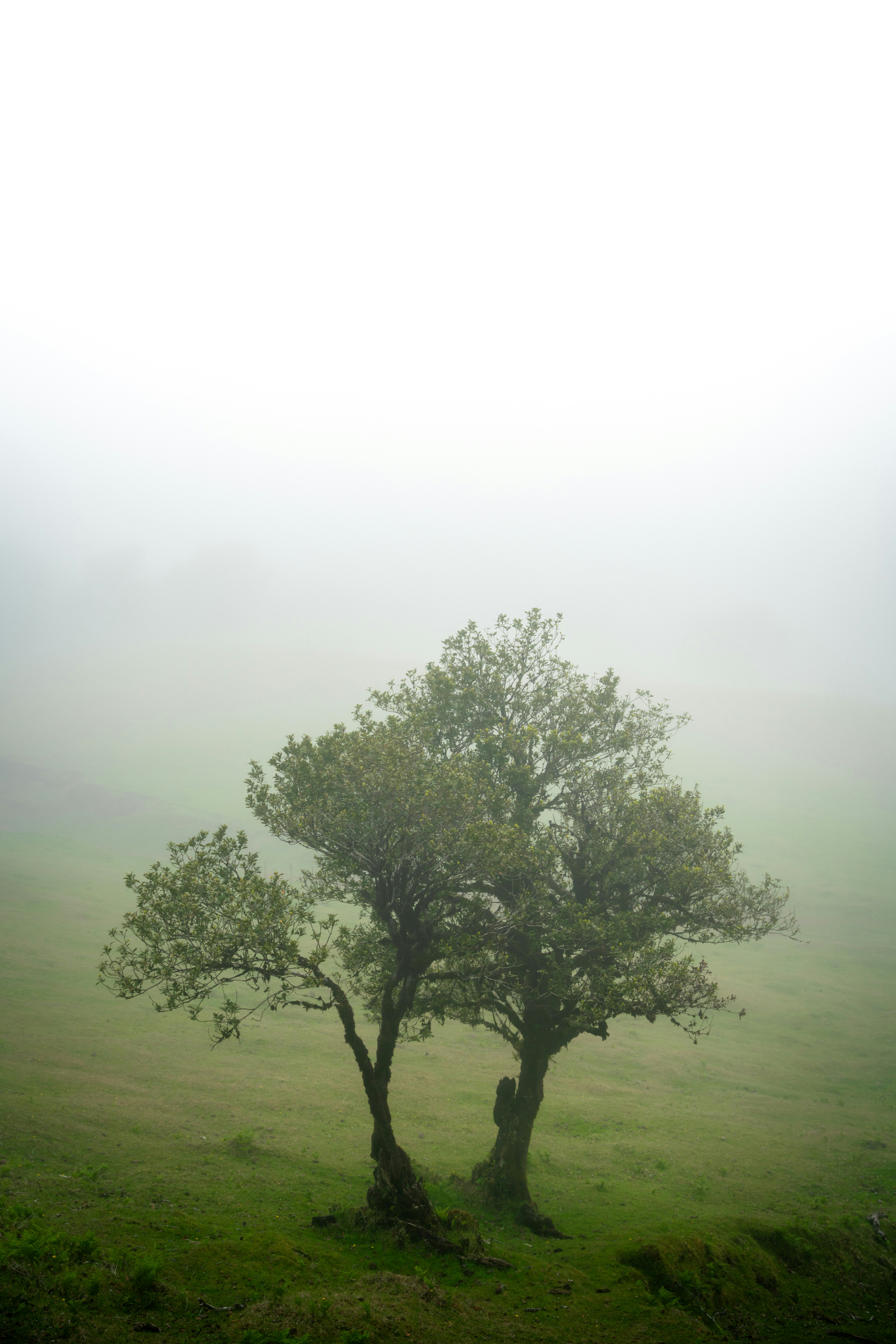 Twin-trunk Tree in Soft Mist Over a Quiet Field