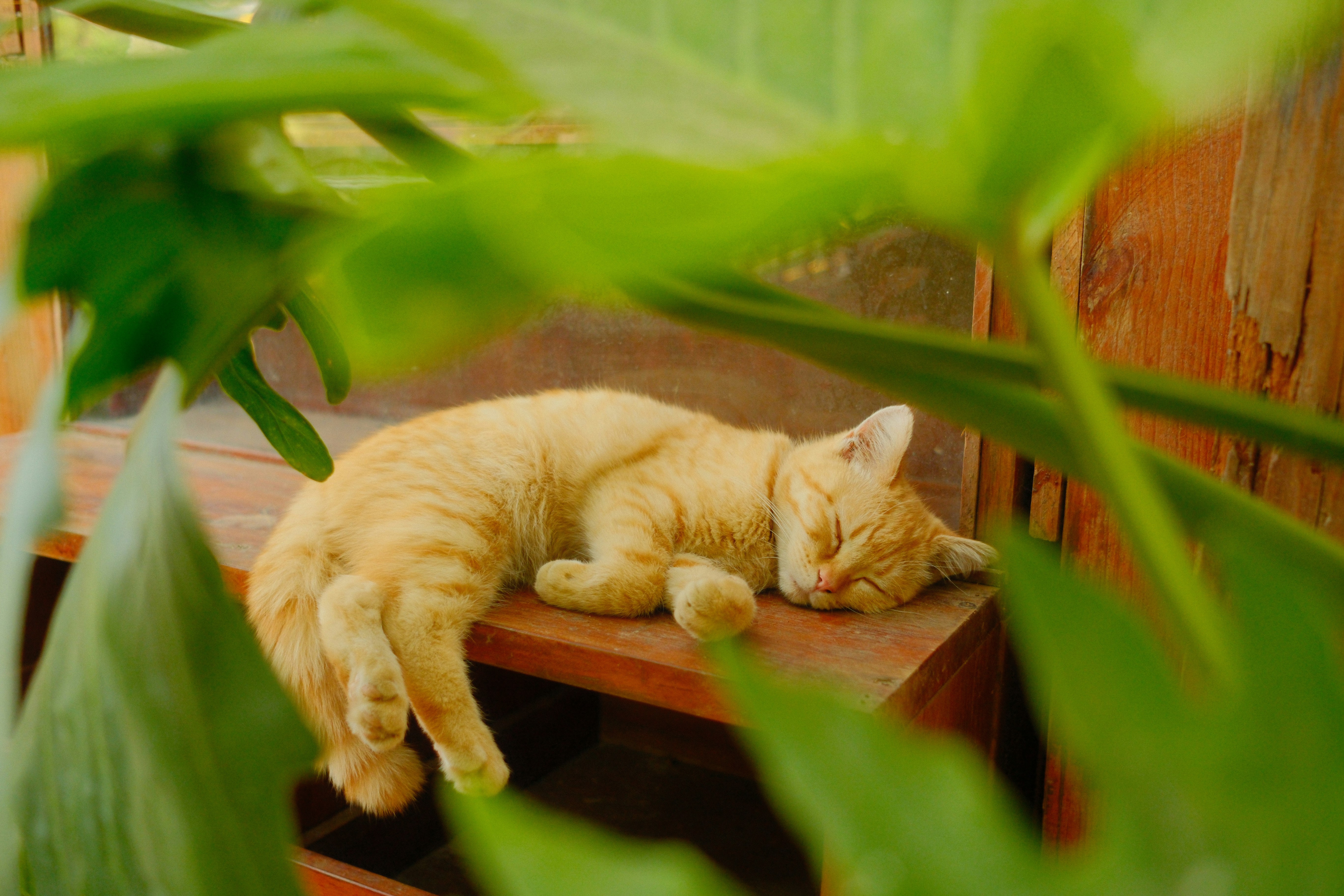 Sunlit Slumber: A Ginger Cat Resting on a Wooden Platform Framed by tropical Leaves