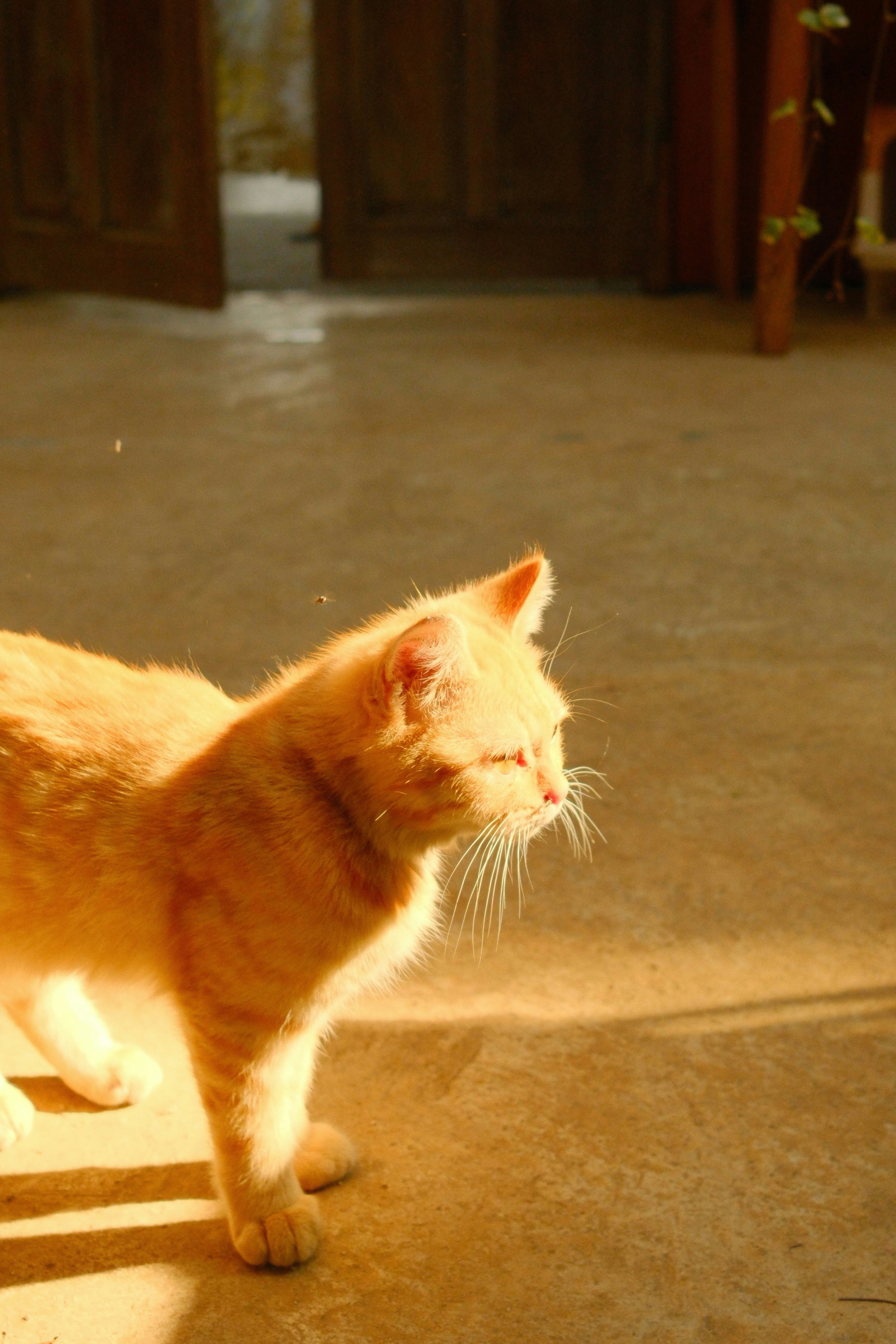 Sunlit Ginger Cat in a Warm Courtyard